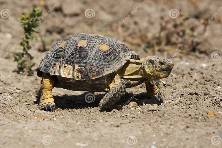 Texas tortoise stock photo. Image of arid, fulbright, state - 6250672