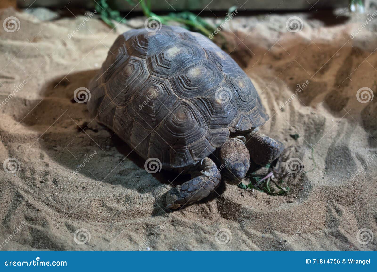 Texas Tortoise (Gopherus Berlandieri). Stock Photo - Image of animal ...