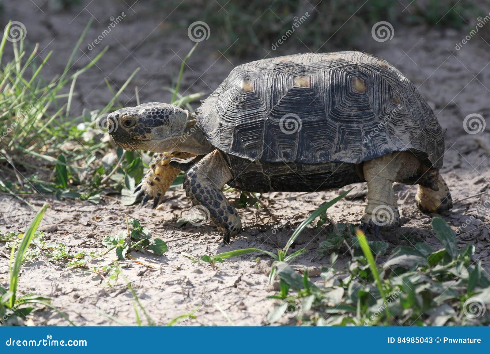 Texas Tortoise Walking stock image. Image of turtle, tortoise - 84985043