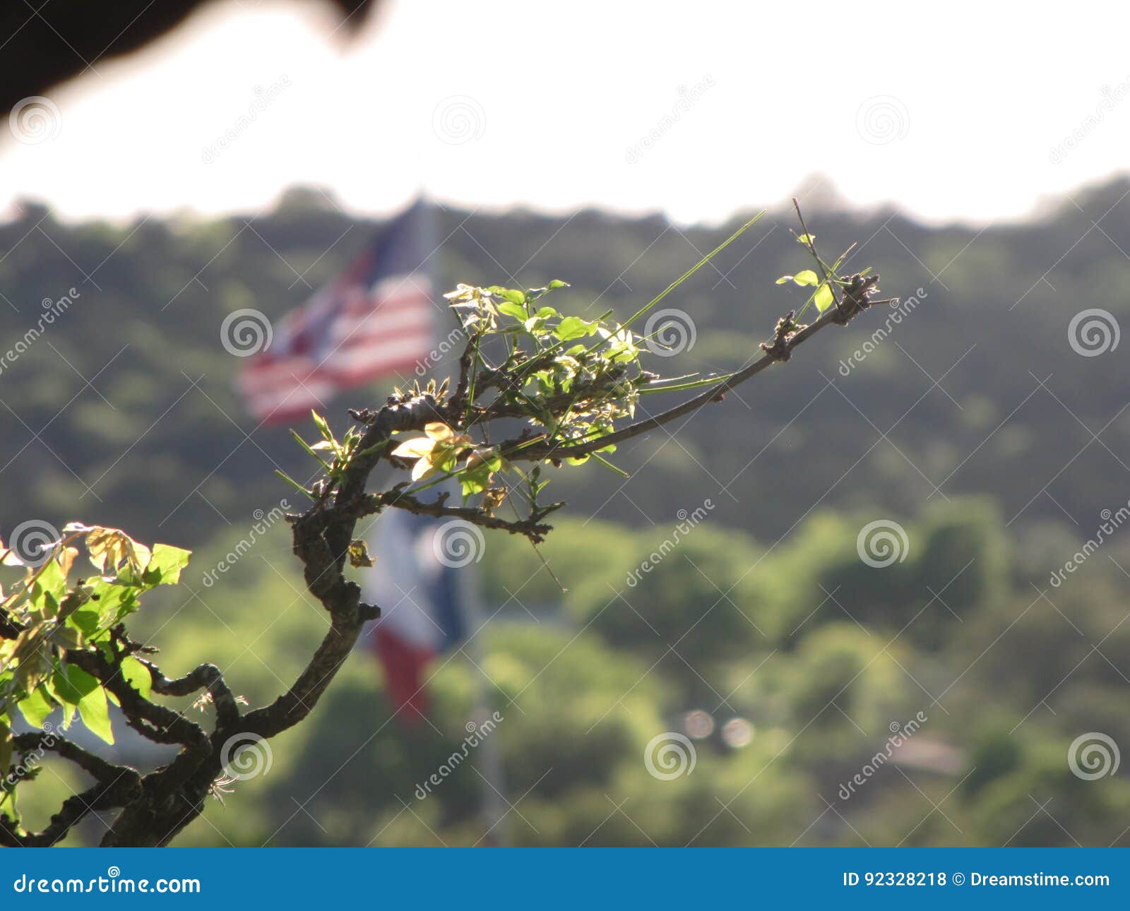 Texas Tree Branch stock photo. Image of flag, texas, view - 92328218