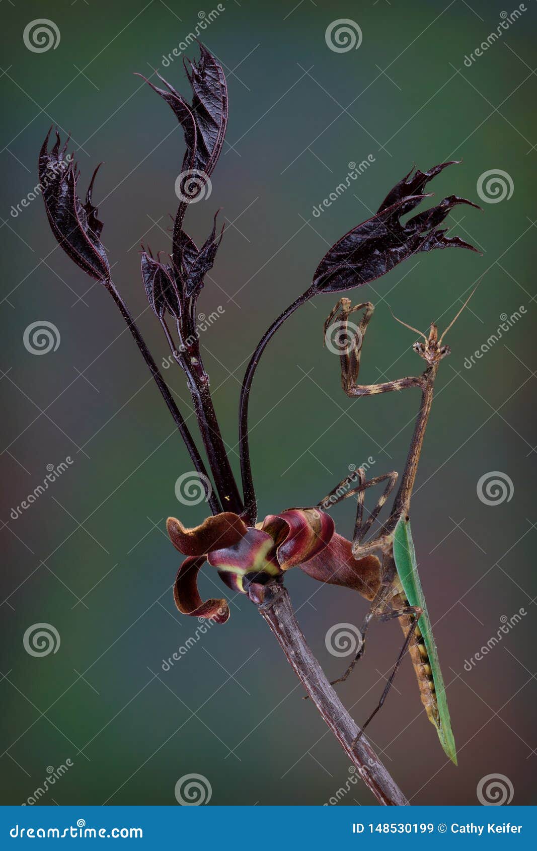 Texas Unicorn Mantis on Budding Maple Stock Image - Image of macro ...