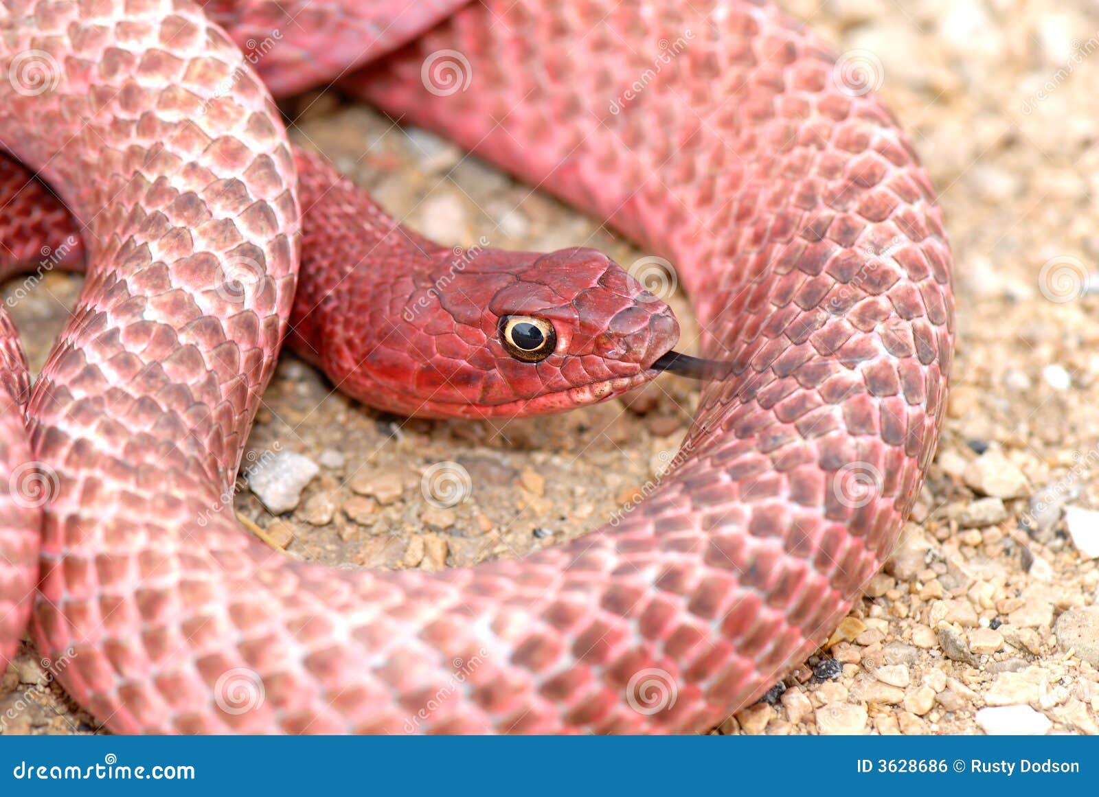 Texas Western Coachwhip Snake Stock Photo - Image of desert ...