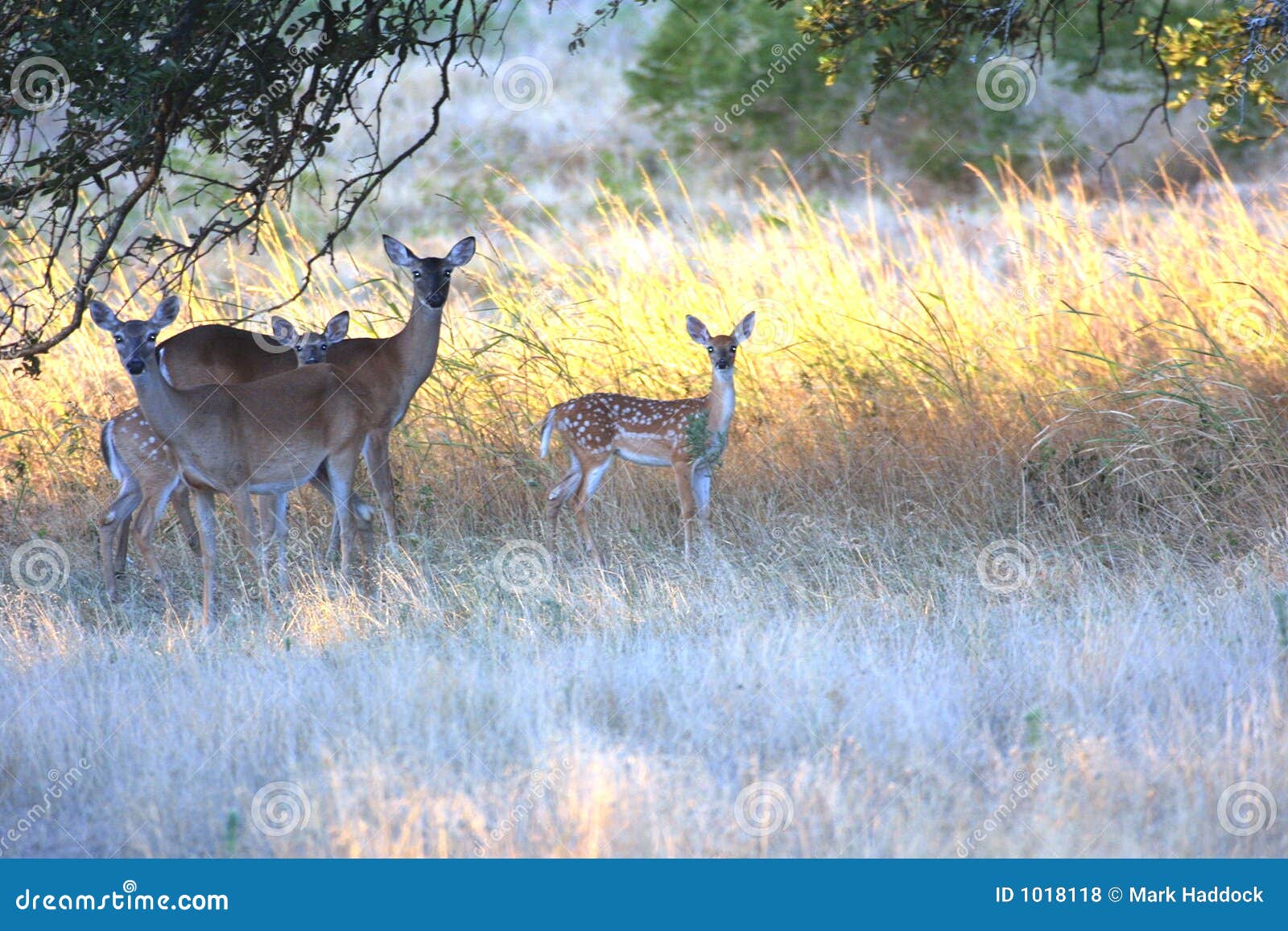 Texas Whitetail Deer stock photo. Image of spotted, offspring - 1018118