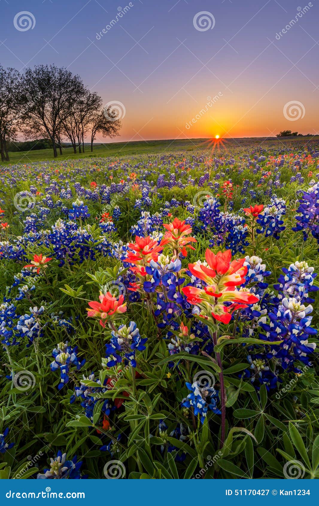 Texas Bluebonnet Field And Fence In Spring Royalty-Free Stock Photo ...