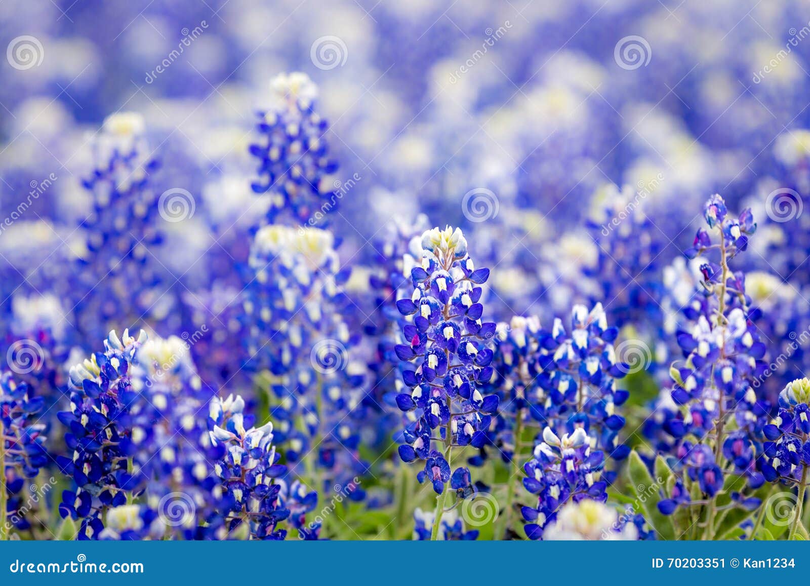 Texas Wildflower - Closeup Bluebonnets in Spring. Stock Image - Image ...
