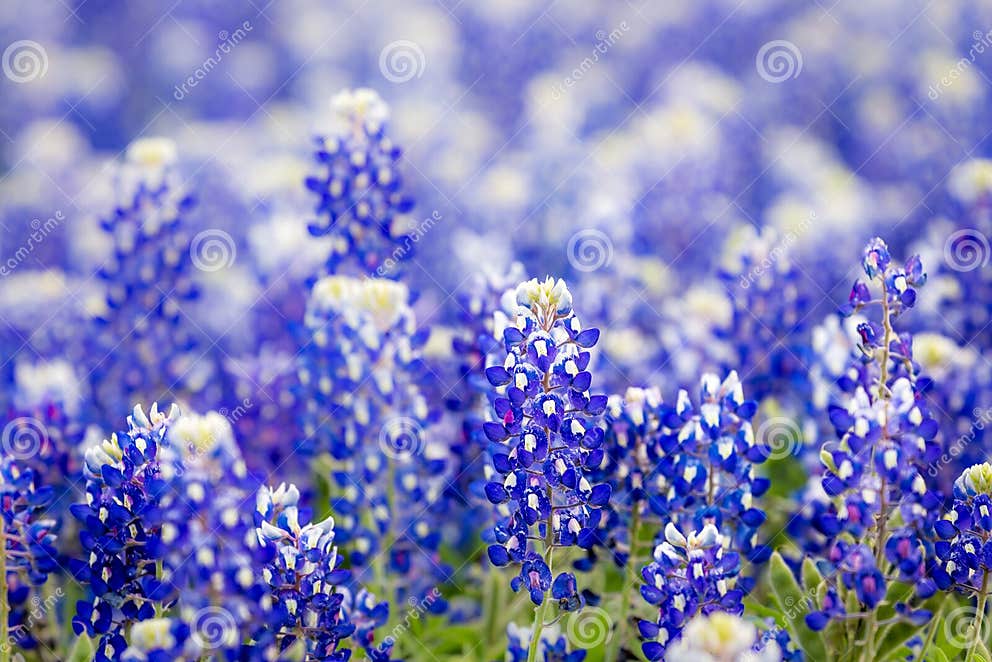 Texas Wildflower - Closeup Bluebonnets in Spring. Stock Image - Image ...