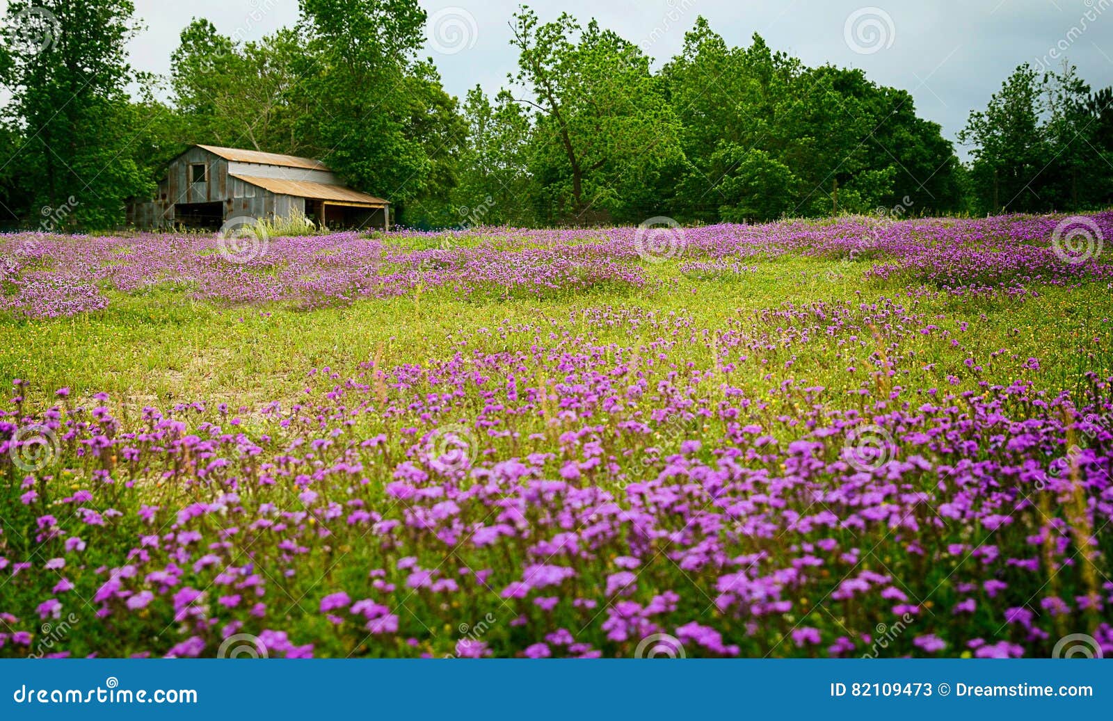 Texas Wildflower Field and Barn Stock Image - Image of nature ...