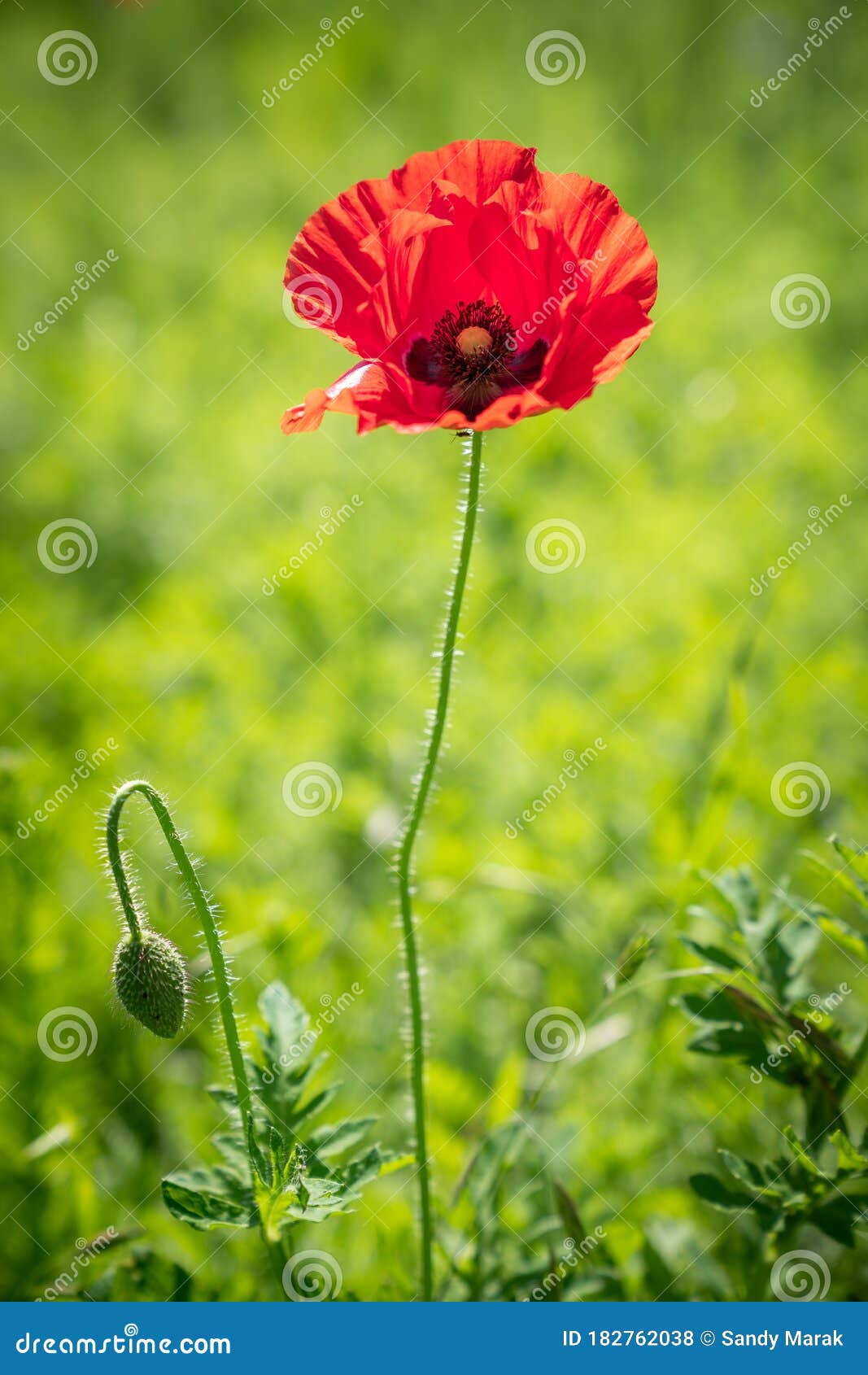 A Bright Red Poppy Wildflower in Texas Stock Photo - Image of field ...