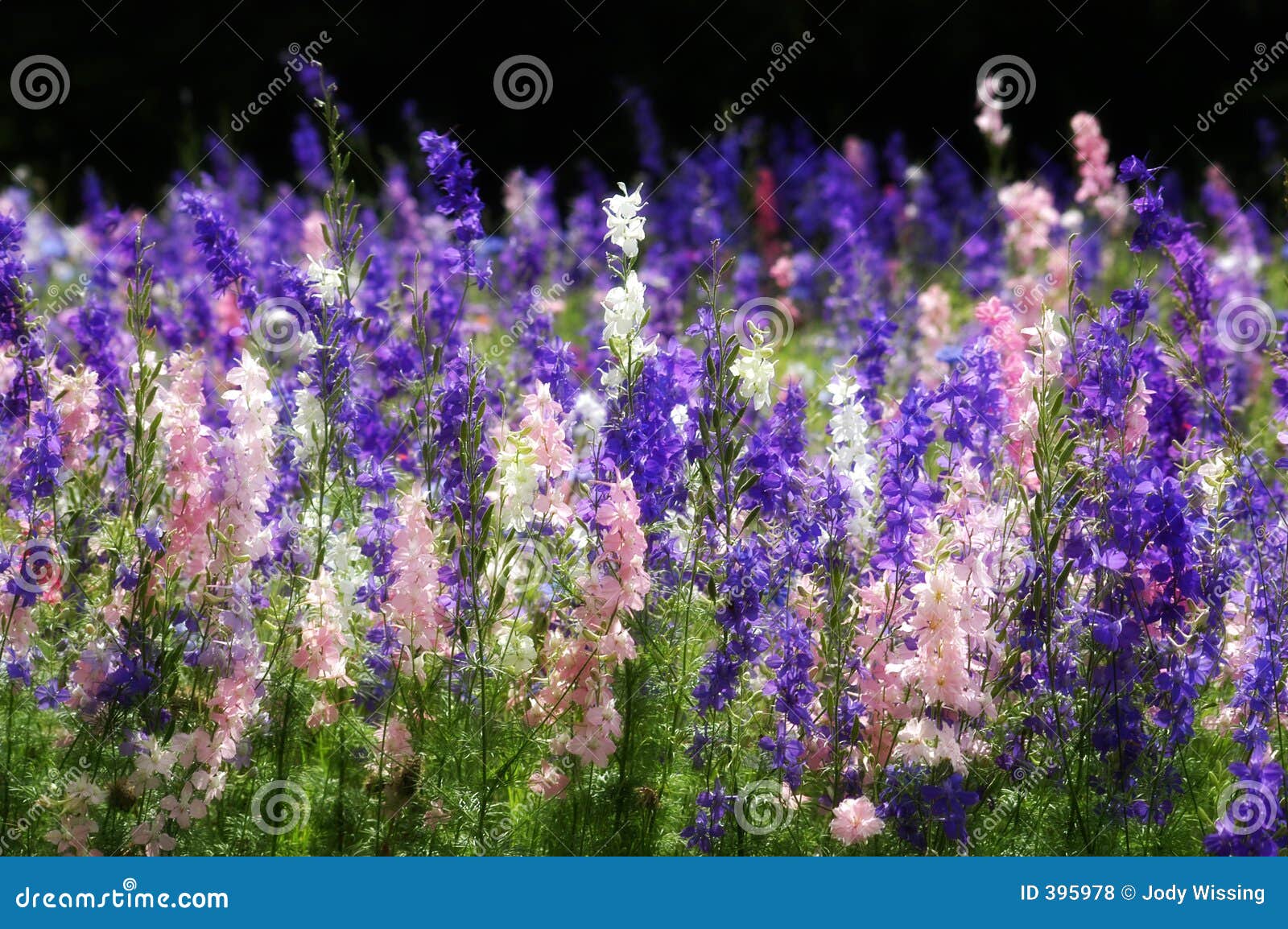 Texas Wildflowers stock photo. Image of field, garden, wildflowers - 395978