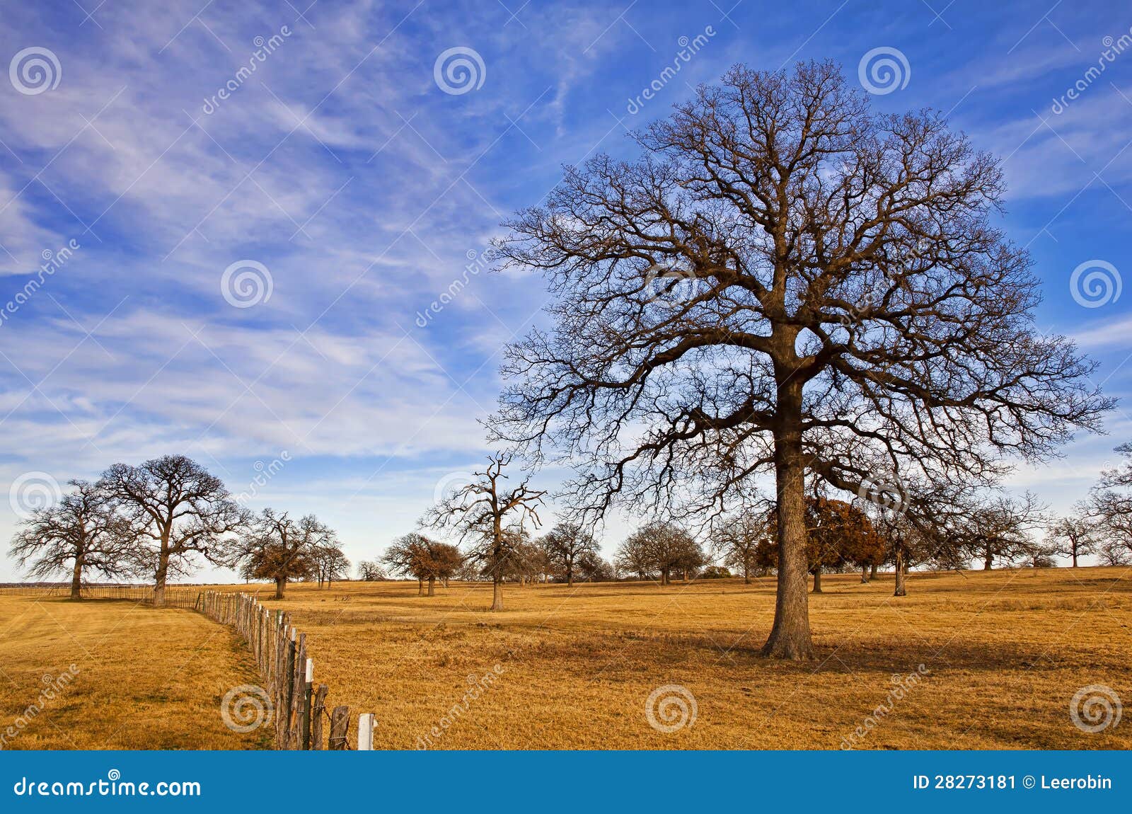 Texas winter sky stock image. Image of winter, pasture - 28273181
