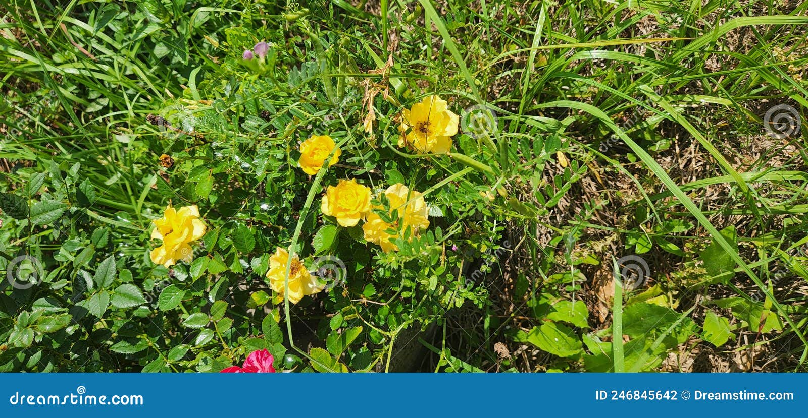 Texas Yellow Roses stock photo. Image of texas, roses - 246845642