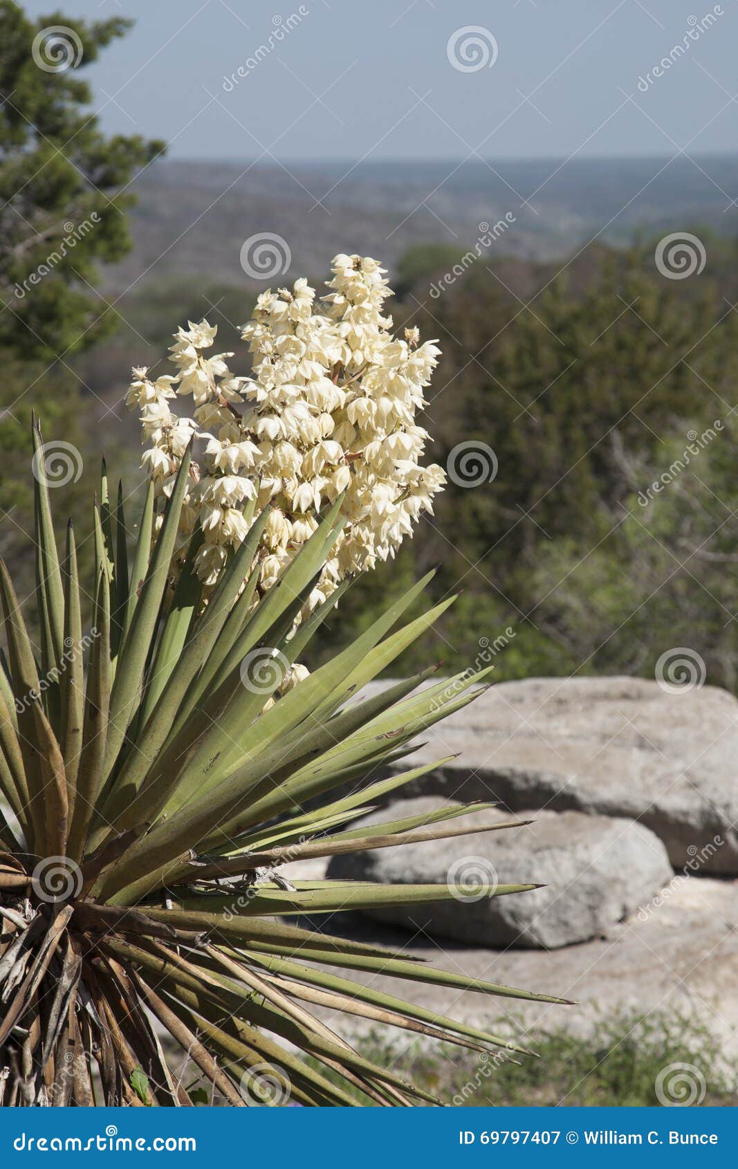 Texas Yucca stock image. Image of color, environmental - 69797407
