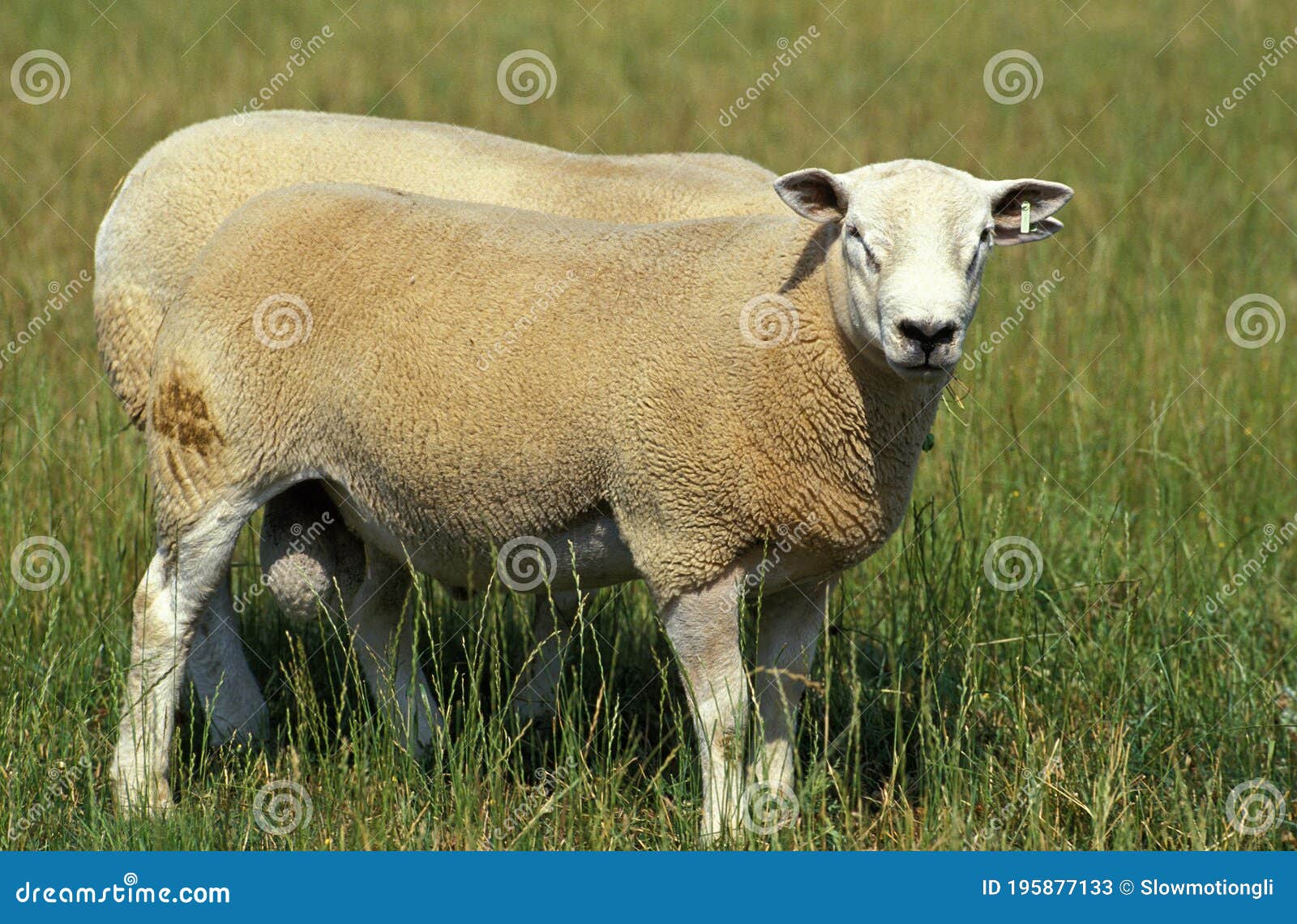 Texel Sheep, Adults Standing on Grass Stock Image - Image of outdoors ...