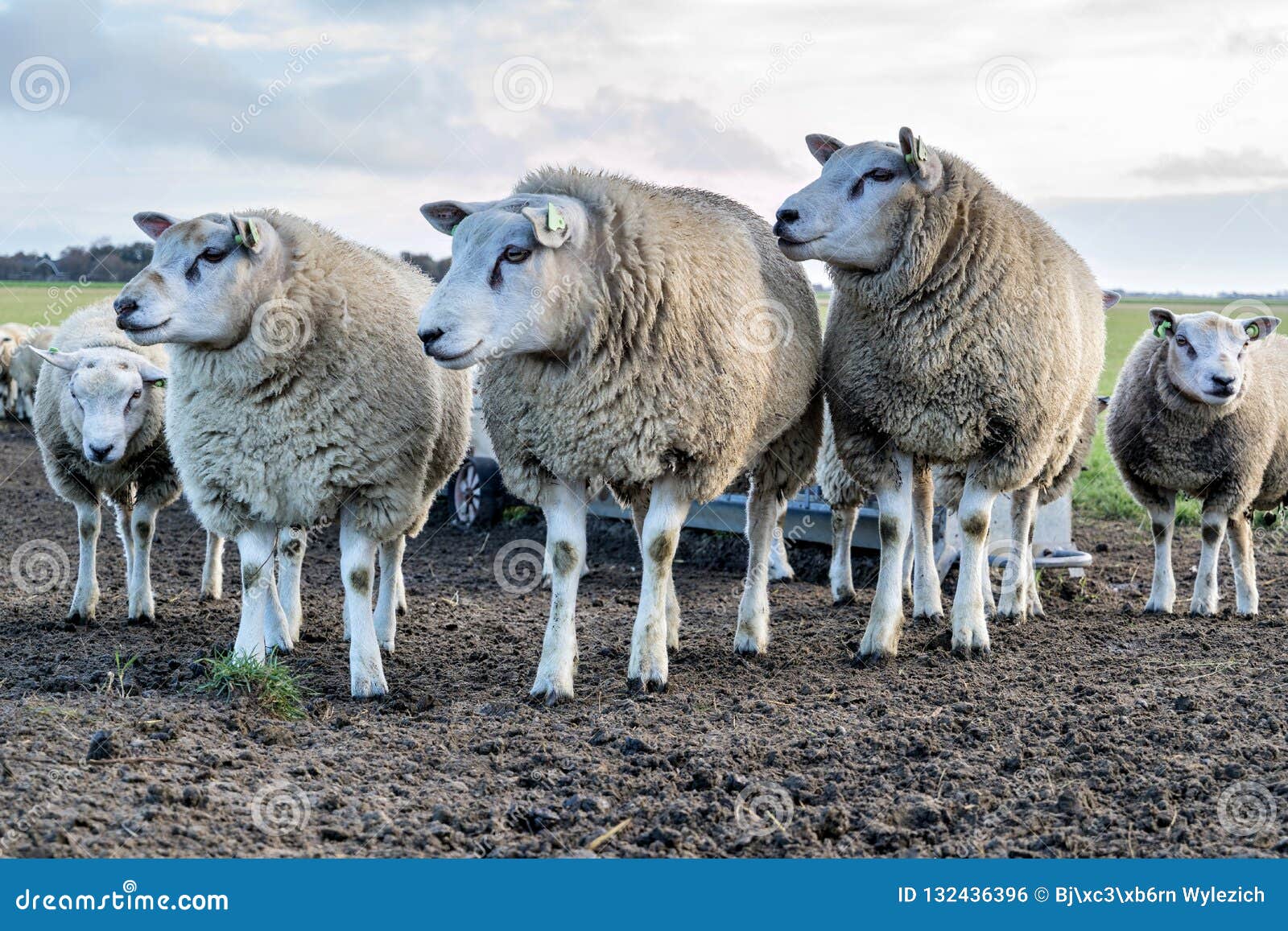 Texel sheep stock photo. Image of meadow, farming, farm - 132436396
