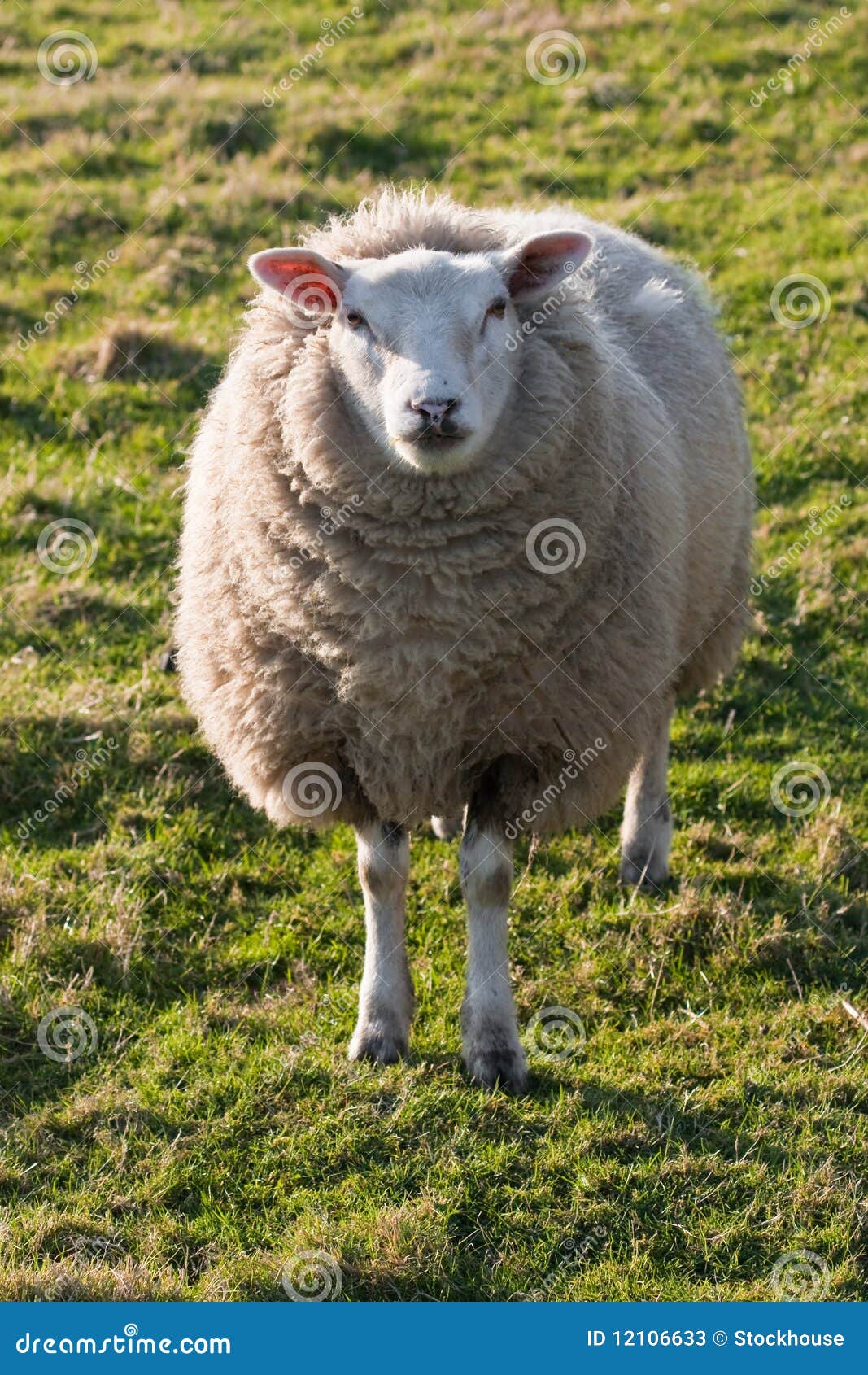Texel sheep on grass field stock image. Image of field - 12106633