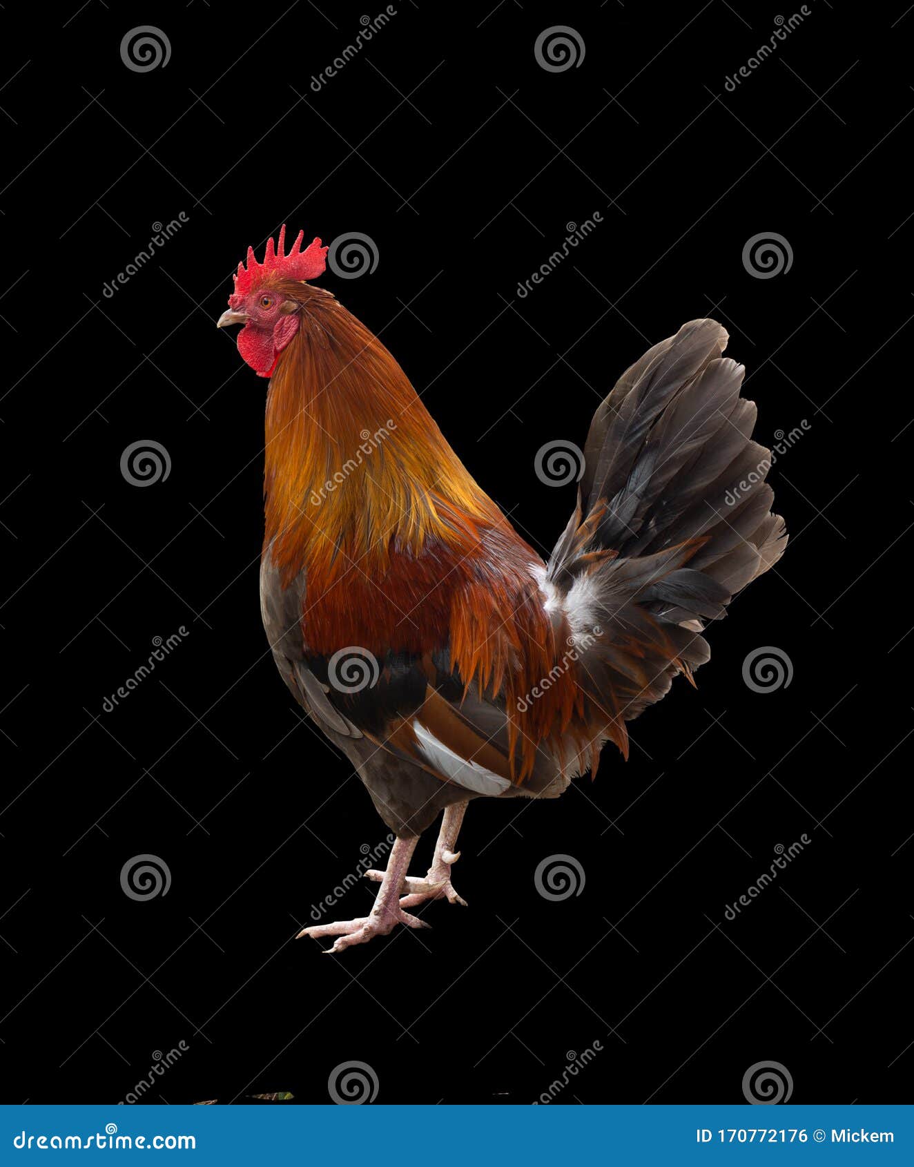 Vertical Farm Rooster Isolated on Black Stock Photo - Image of cockerel ...