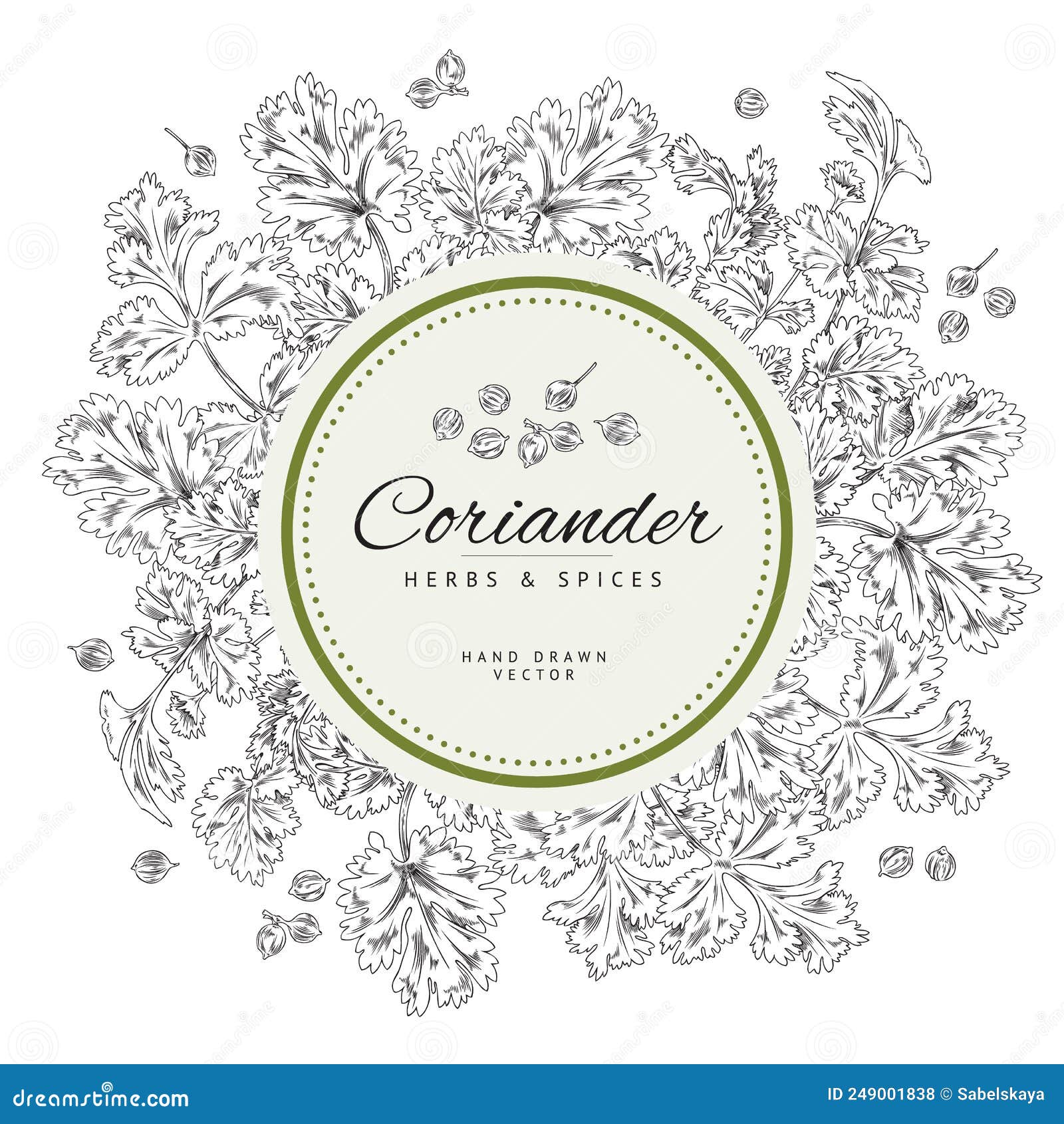 Text Frame, Coriander Branches and Leaves, Vector Sketch Illustration ...