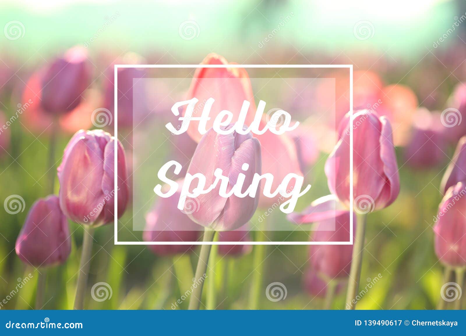 Text Hello Spring and Beautiful Blossoming Flowers Stock Illustration ...