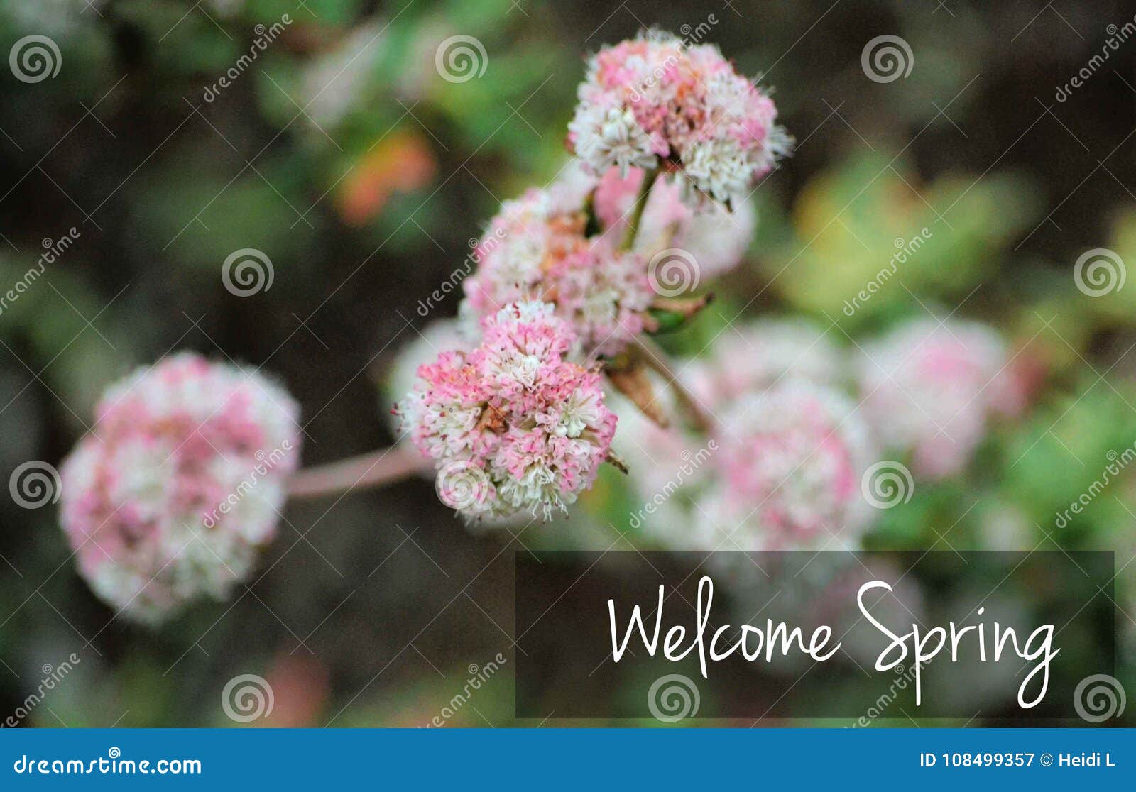 Text Welcome Spring Outdoors Stock Image - Image of beautiful, plant ...