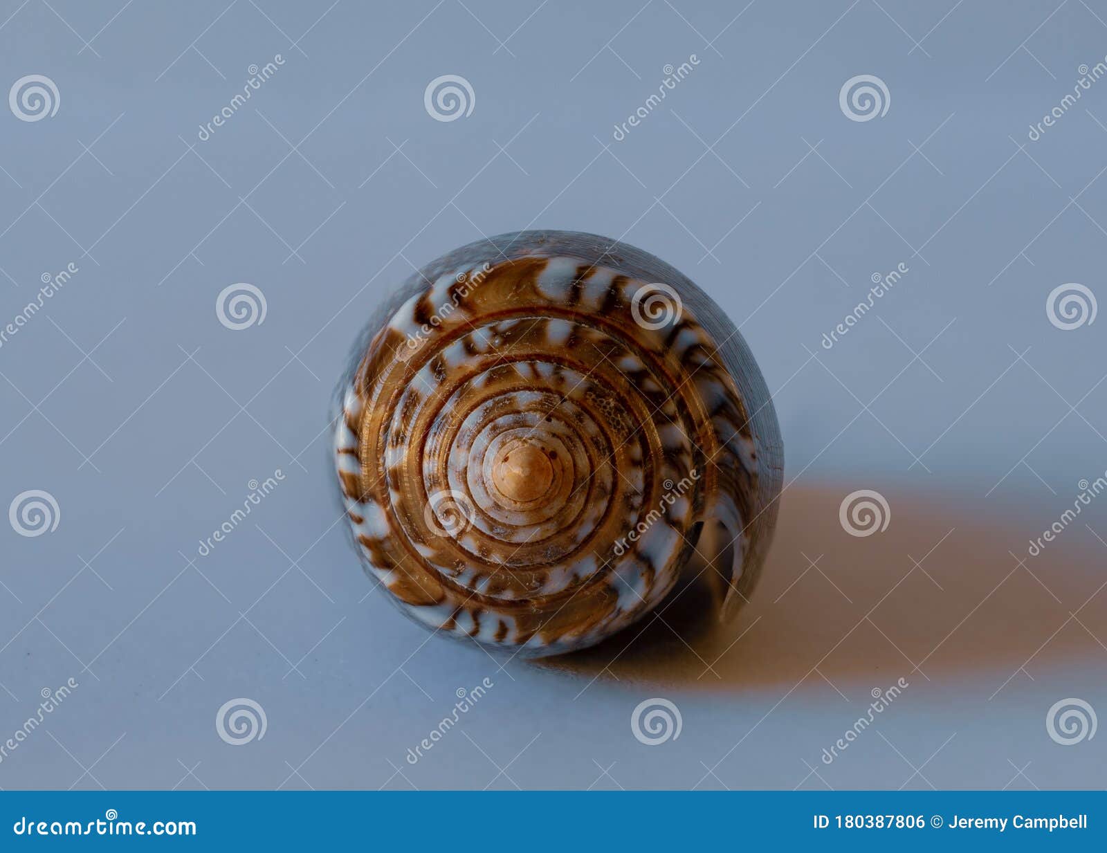 Textile Cone Shell. Conus Textile Stock Photo - Image of mollusk ...