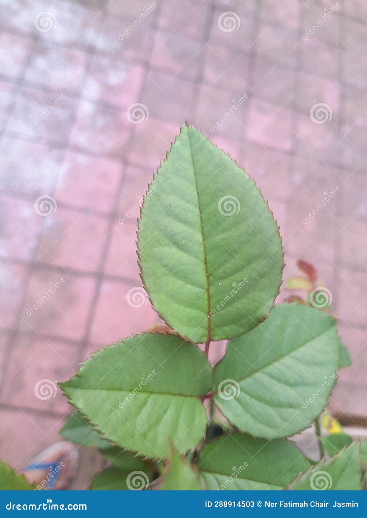 TEXTUR ROSE LEAF stock image. Image of green, blossom - 288914503