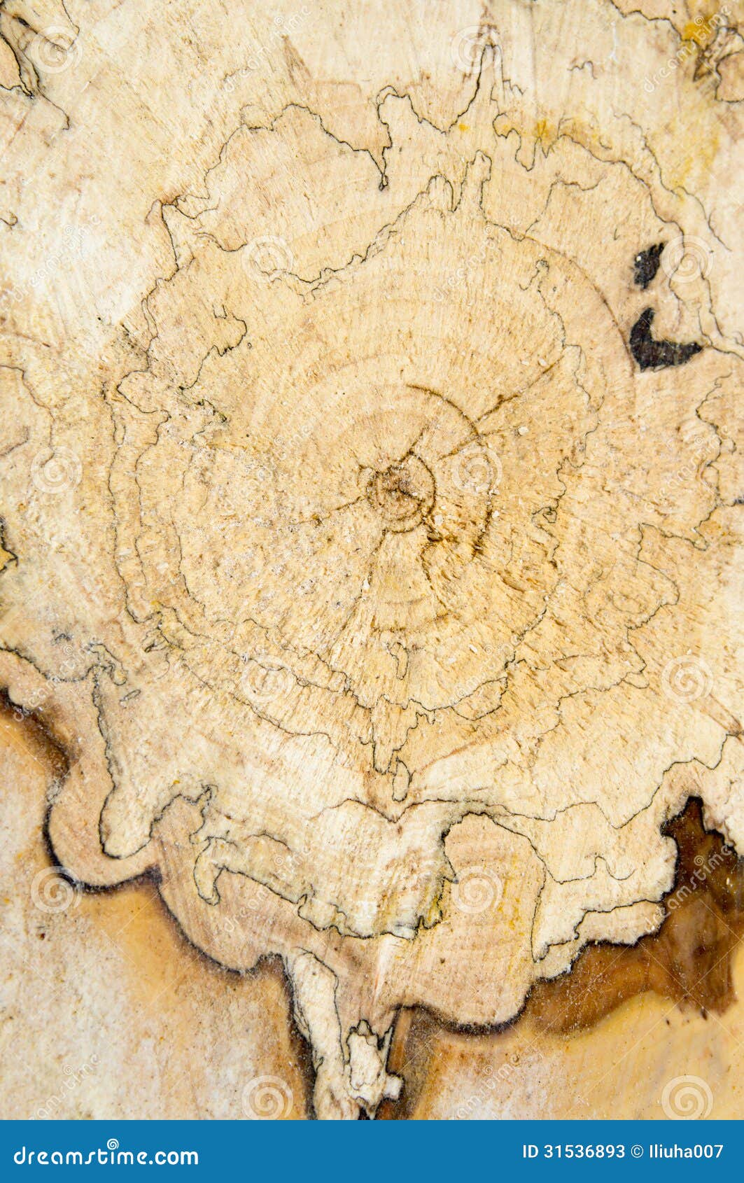 Textura, árbol Putrefacto Con Los Ornamentos Imagen de archivo - Imagen ...