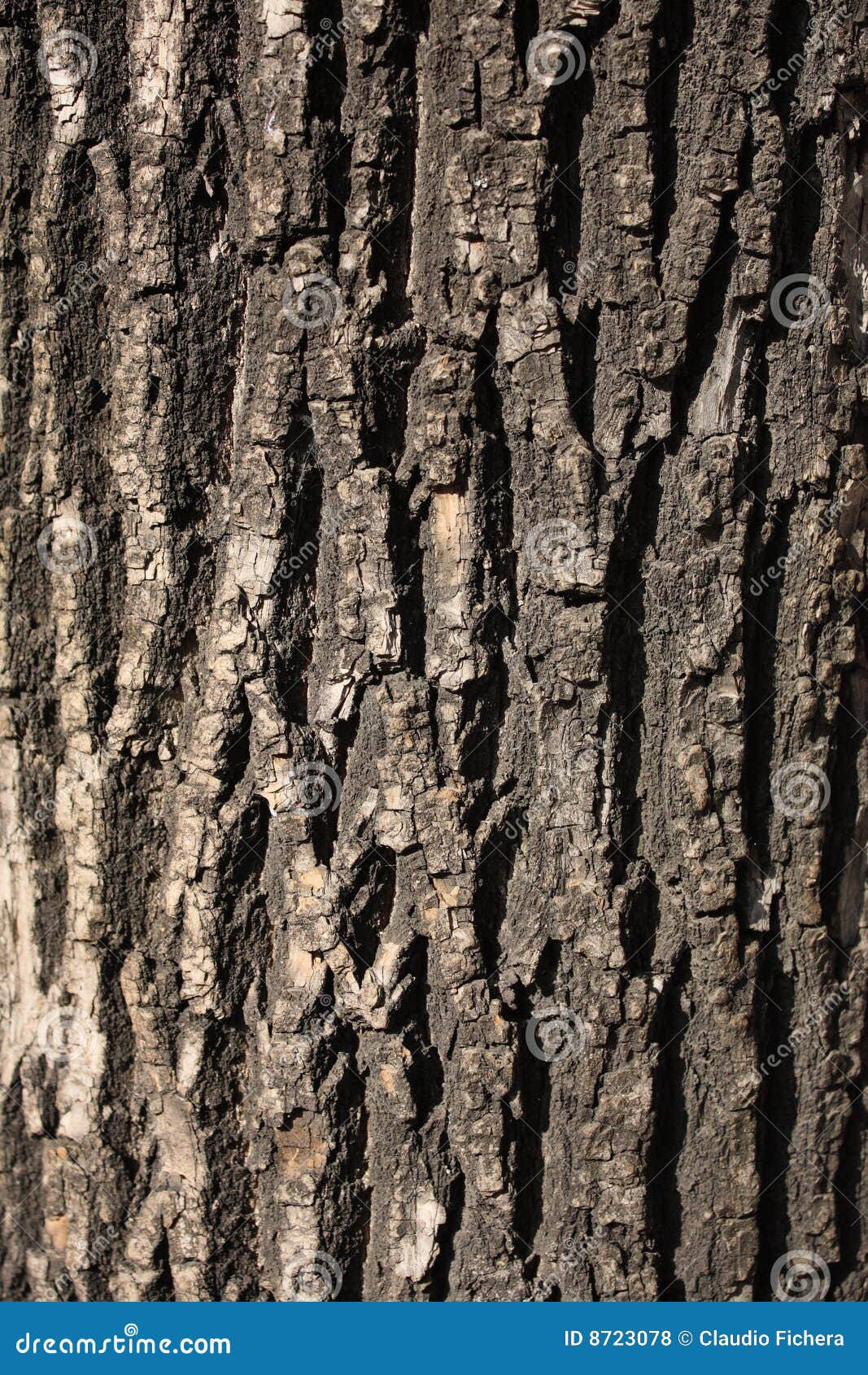 Textura áspera del árbol foto de archivo. Imagen de bosque - 8723078