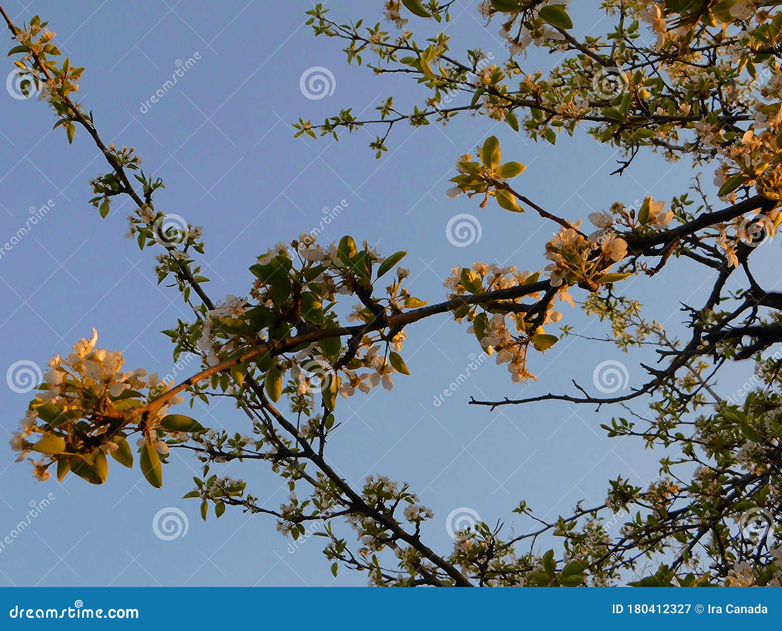 Textura Abstracta De Ramas Y Cielo Imagen de archivo - Imagen de hojas ...