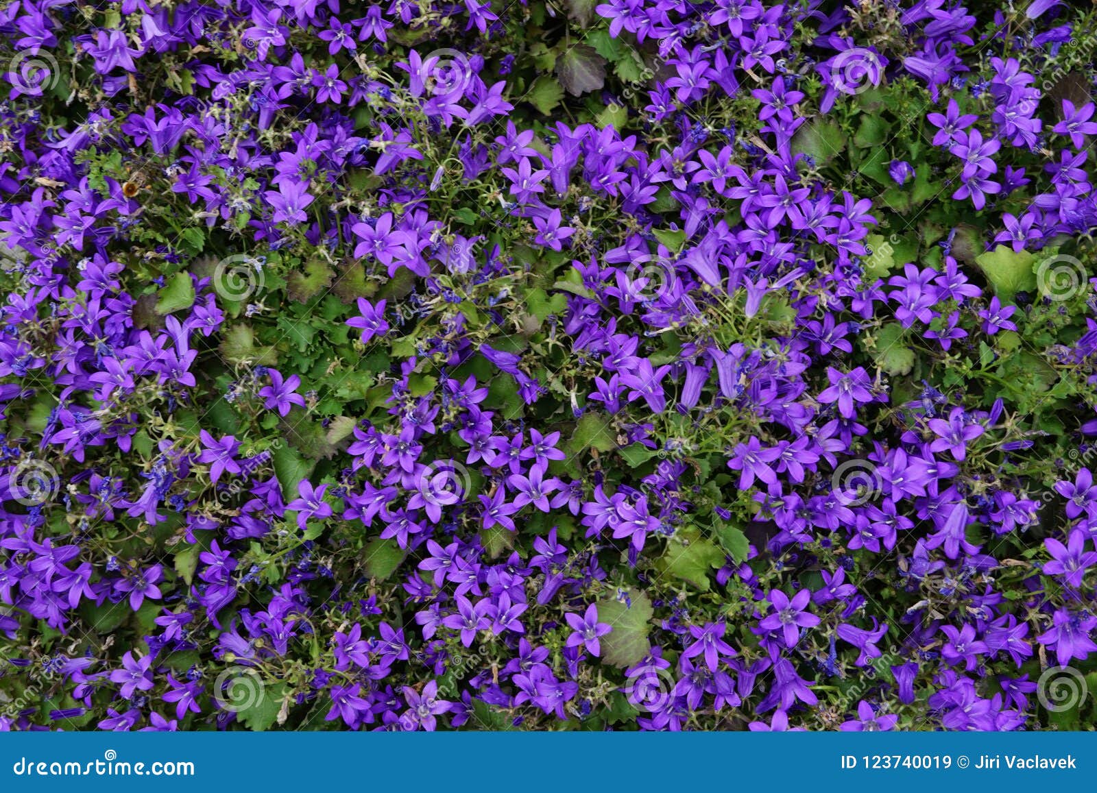 Textura Azul Da Flor De Sinos Imagem de Stock - Imagem de sinos, roxo ...