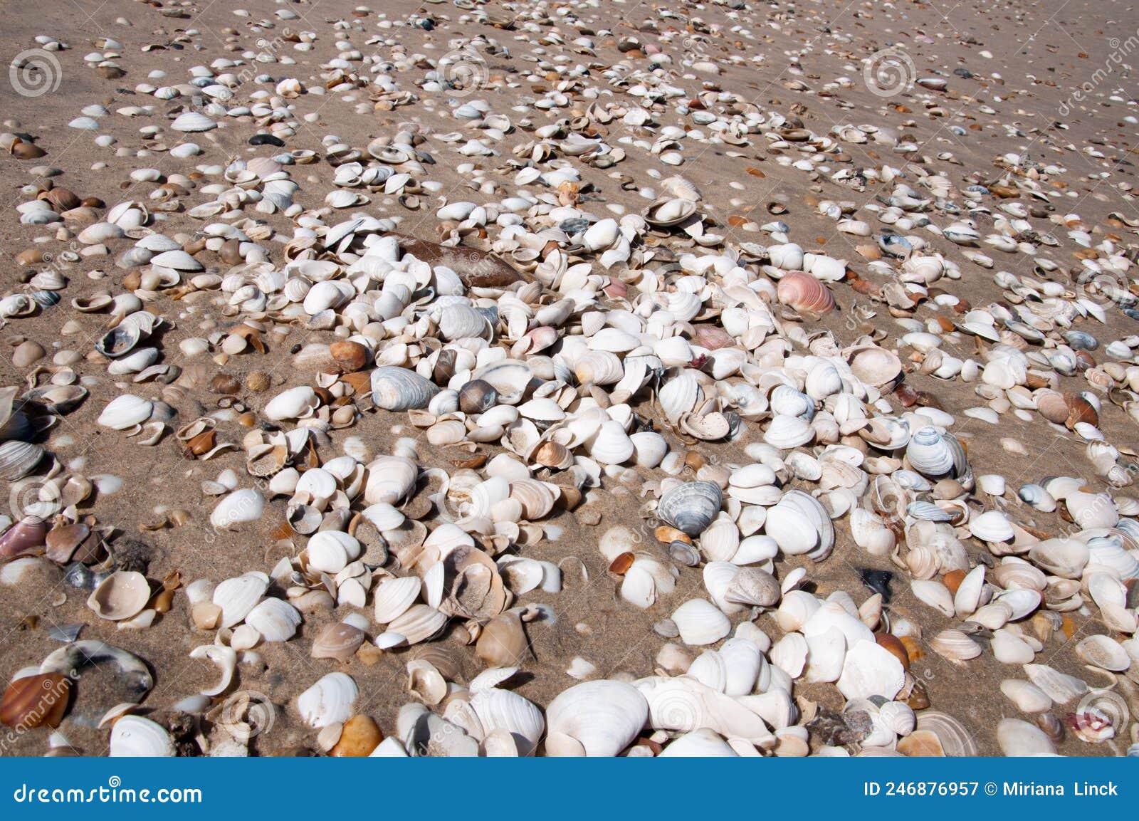 Textura Con Diferentes Tipos De Conchas Imagen de archivo - Imagen de ...
