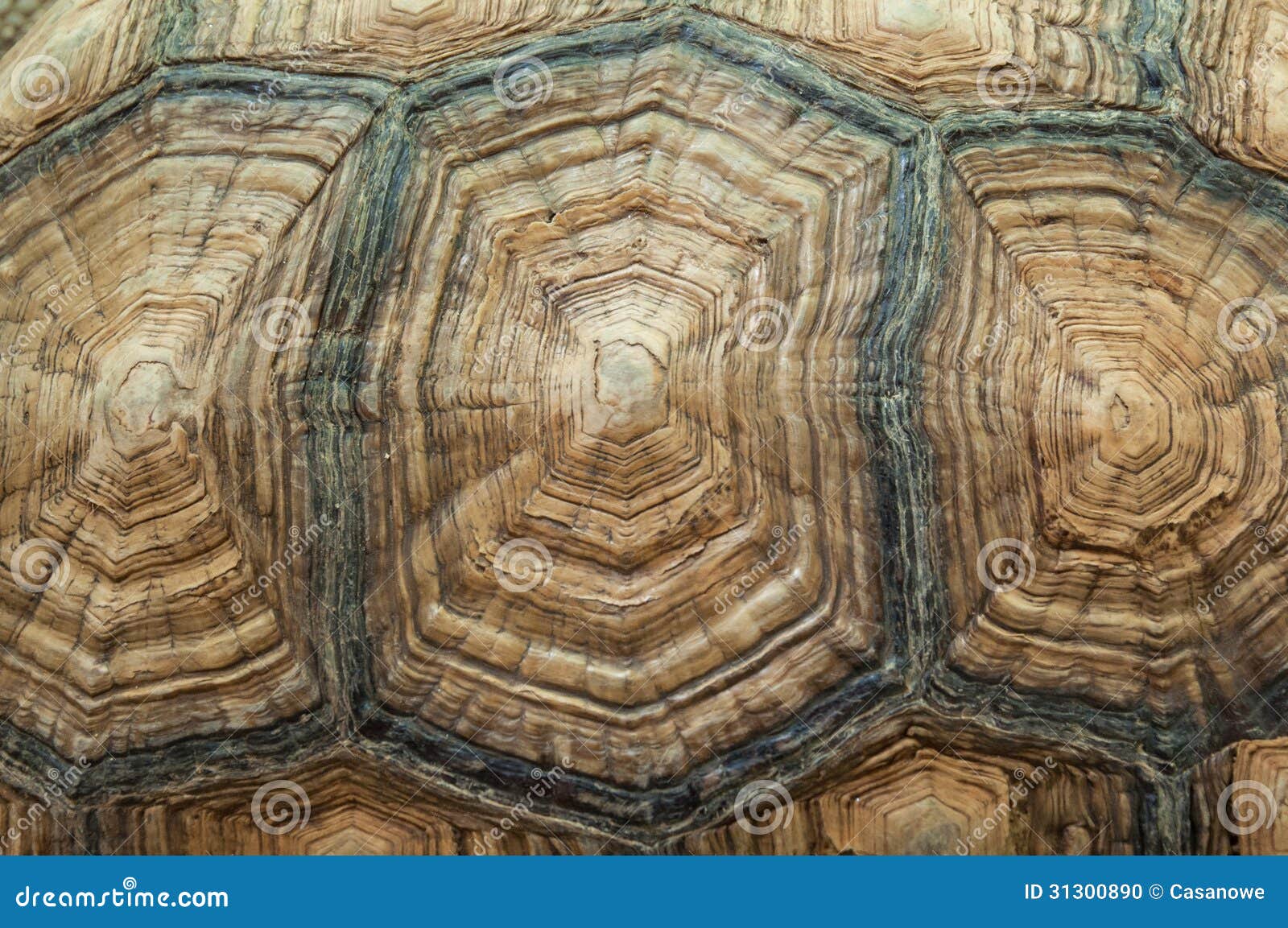 Textura Da Carapaça Da Tartaruga Foto de Stock - Imagem de envelhecido ...