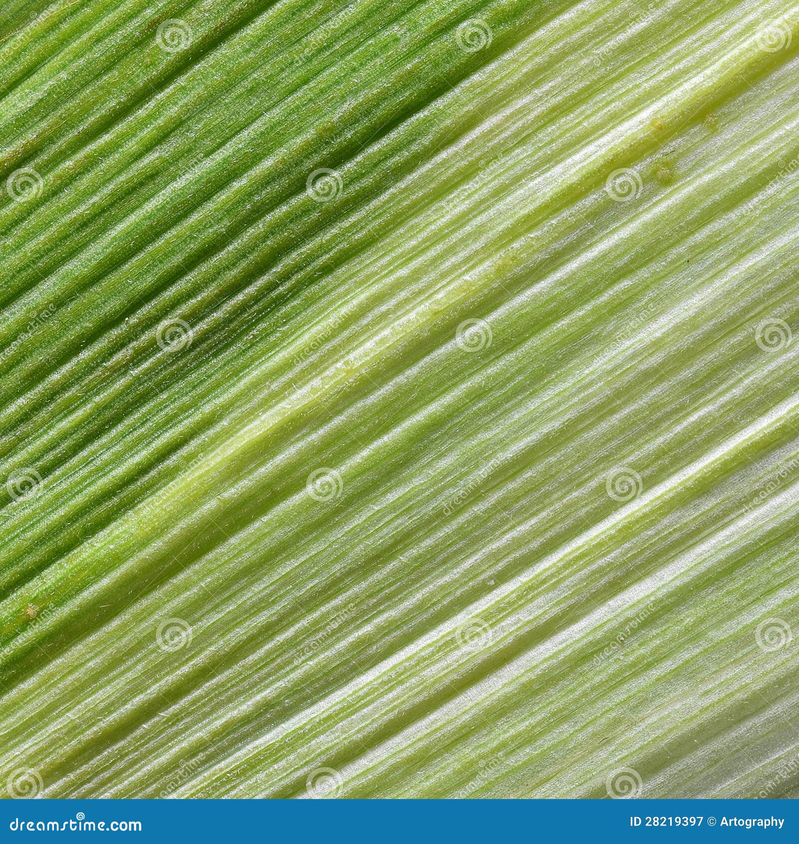 Textura da folha do milho imagem de stock. Imagem de textura - 28219397