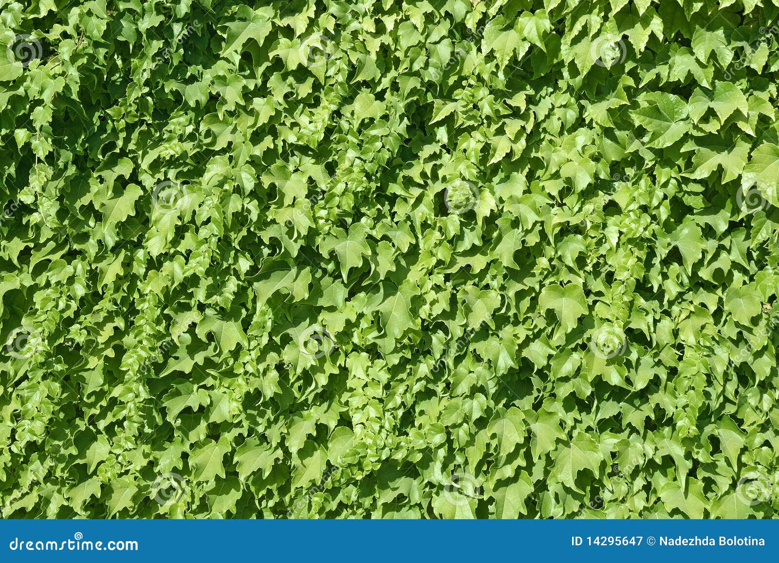 Textura da hera imagem de stock. Imagem de escalar, horizontal - 14295647