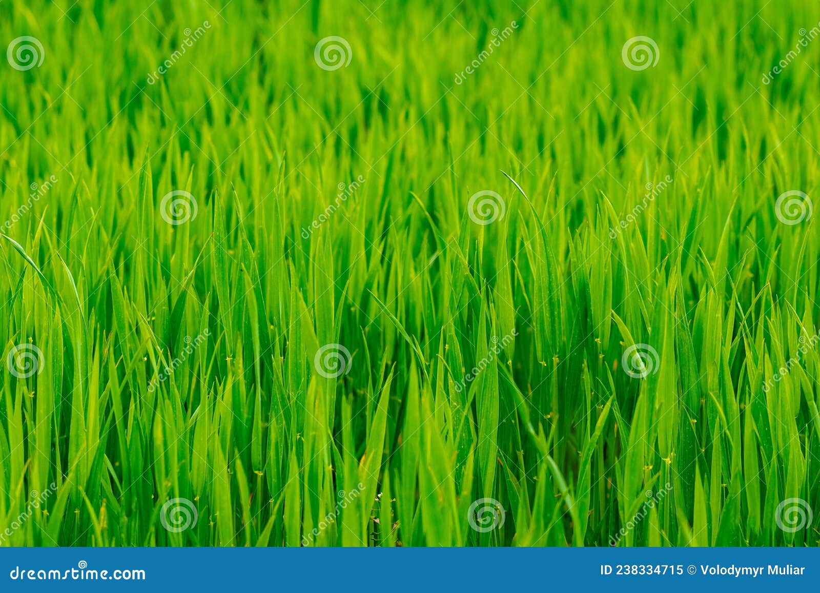 Textura Da Jovem Prada Verde Com Relva. Erva No Prado Imagem de Stock ...