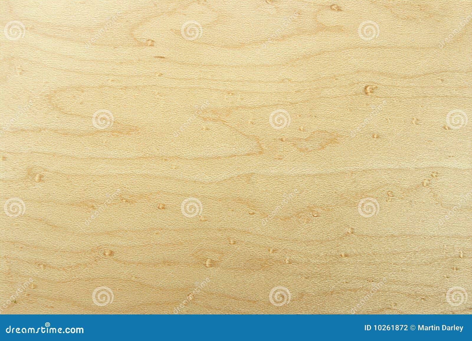 Textura da madeira de faia foto de stock. Imagem de prancha - 10261872