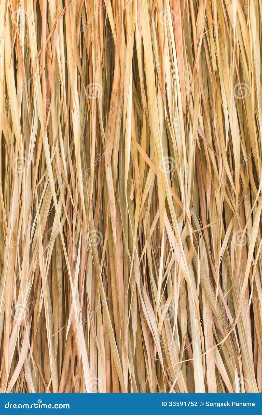 Textura da palha foto de stock. Imagem de forragem, isso - 33591752