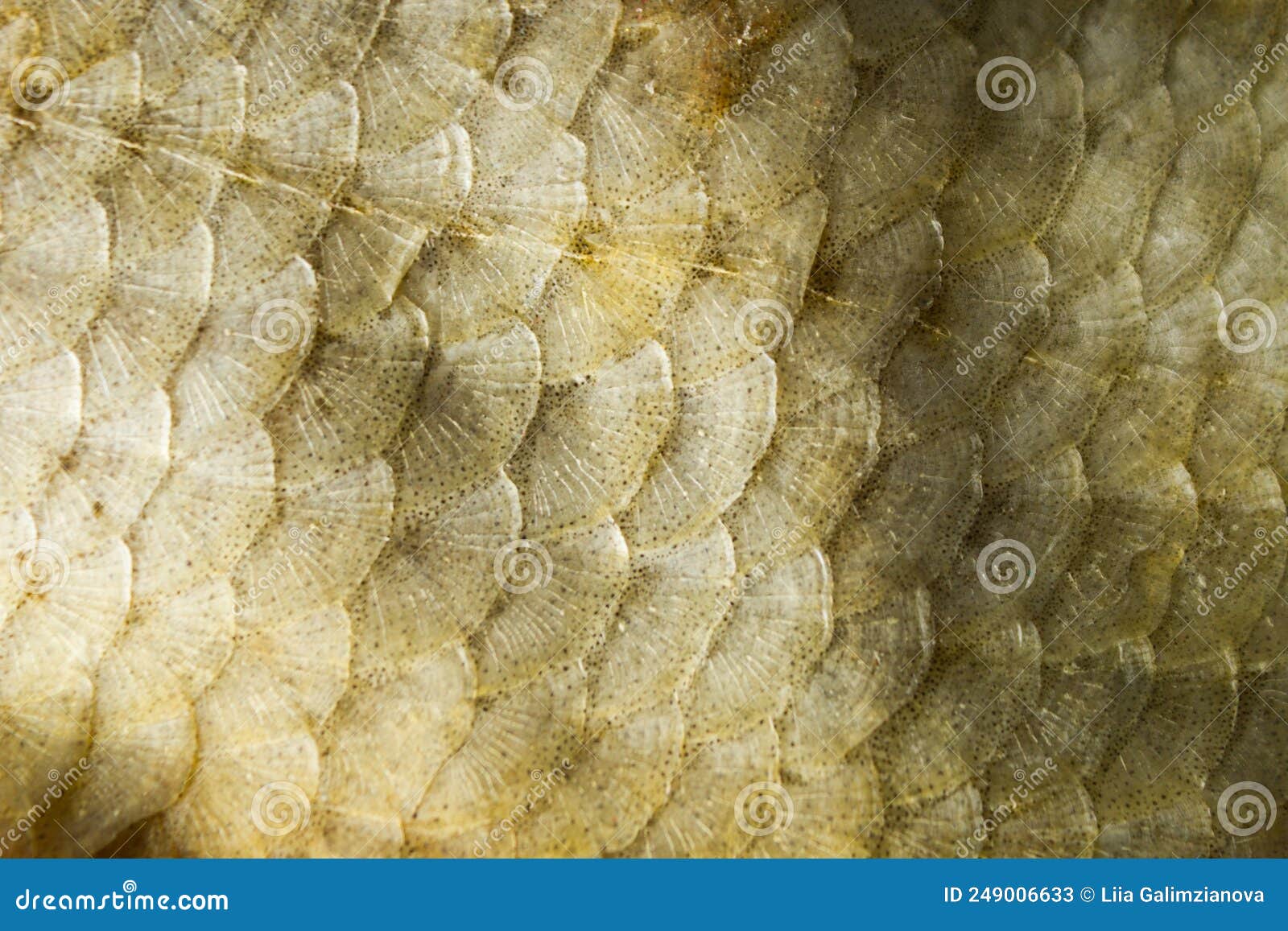 Textura da pele de peixe imagem de stock. Imagem de nave - 249006633