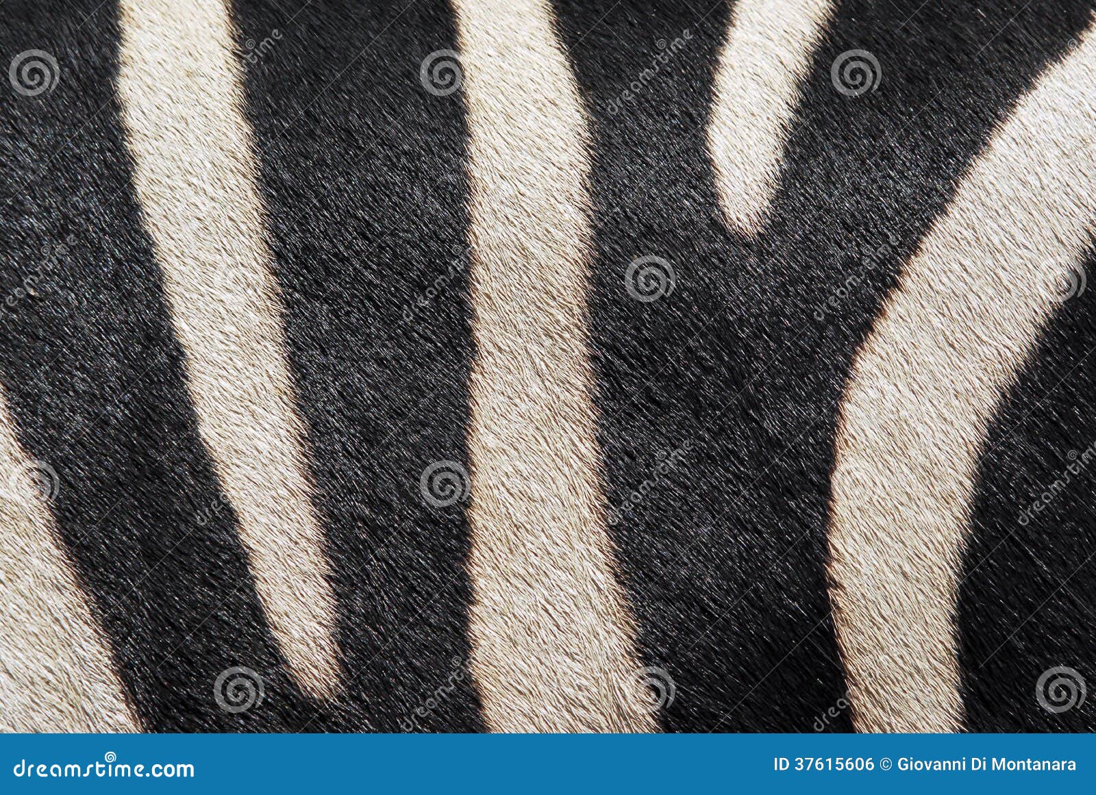 Textura da zebra foto de stock. Imagem de linhas, beleza - 37615606