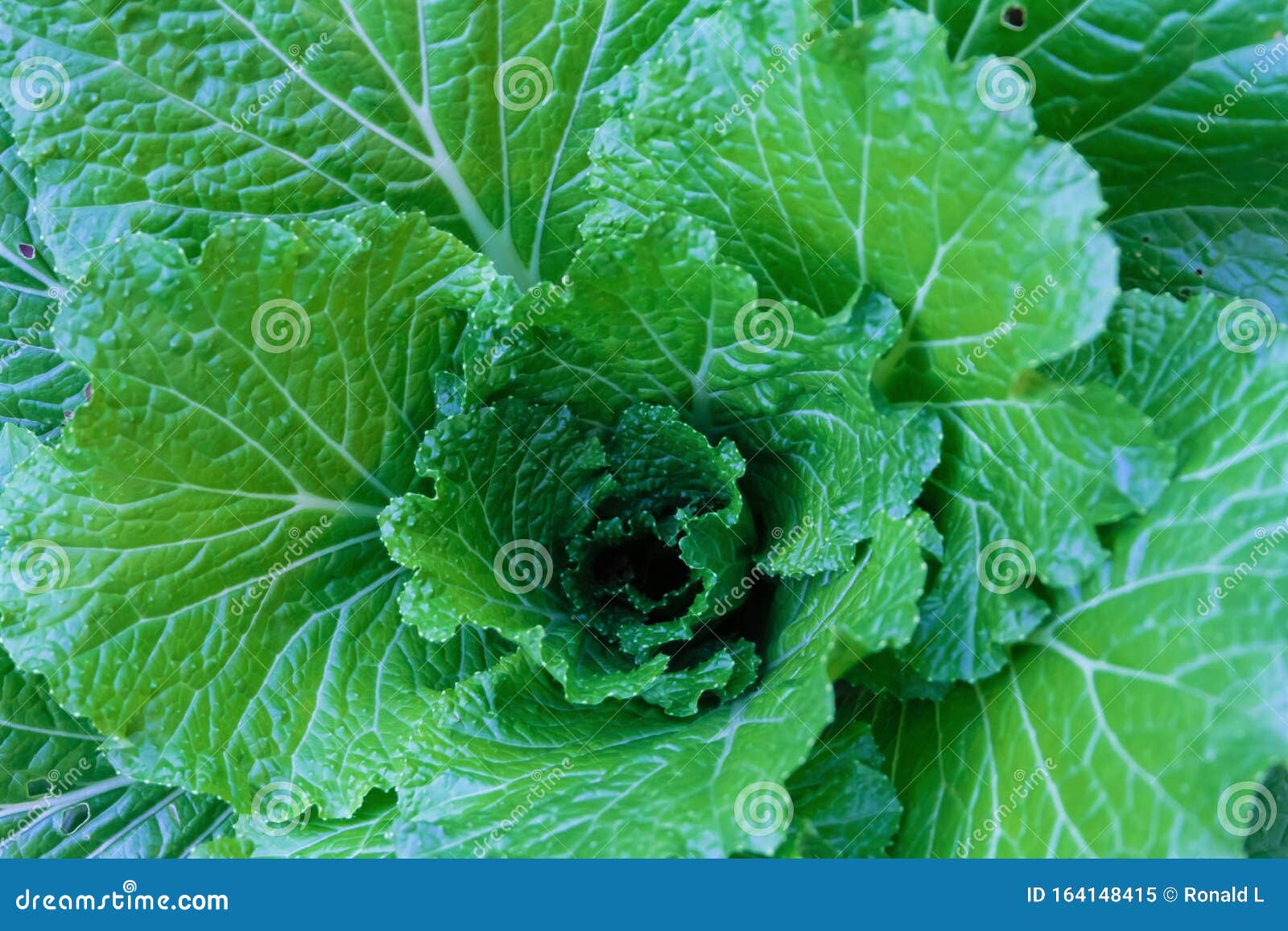 A Textura De Alface Verde Fecha Imagem de Stock - Imagem de cores ...