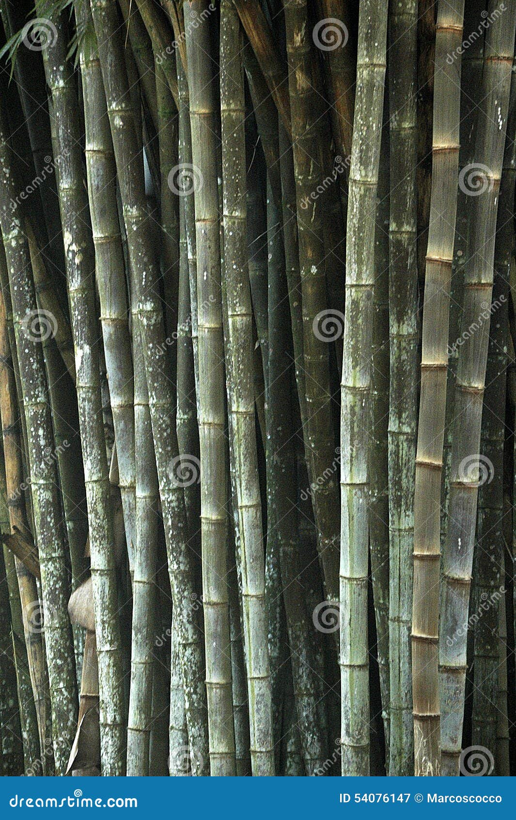 Textura de bambu imagem de stock. Imagem de textura, crescimento - 54076147