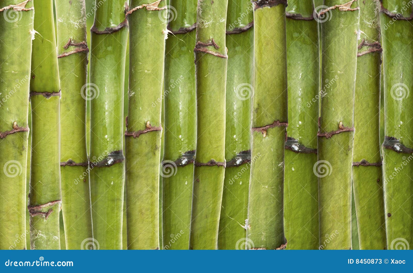 Textura de bambu imagem de stock. Imagem de bambu, japonês - 8450873