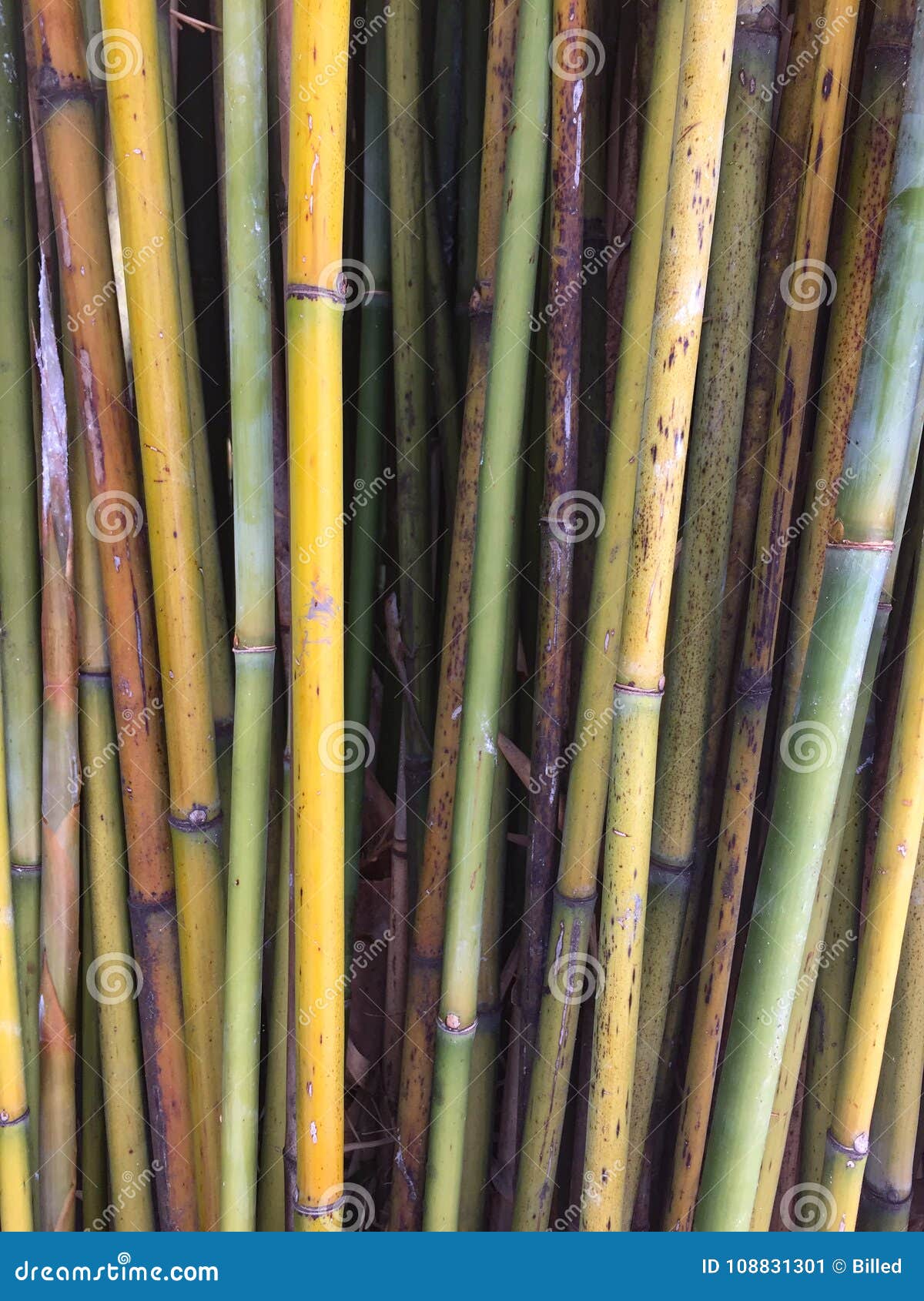 Textura De Bambu Do Fundo Da Multi Cor Imagem de Stock - Imagem de ...