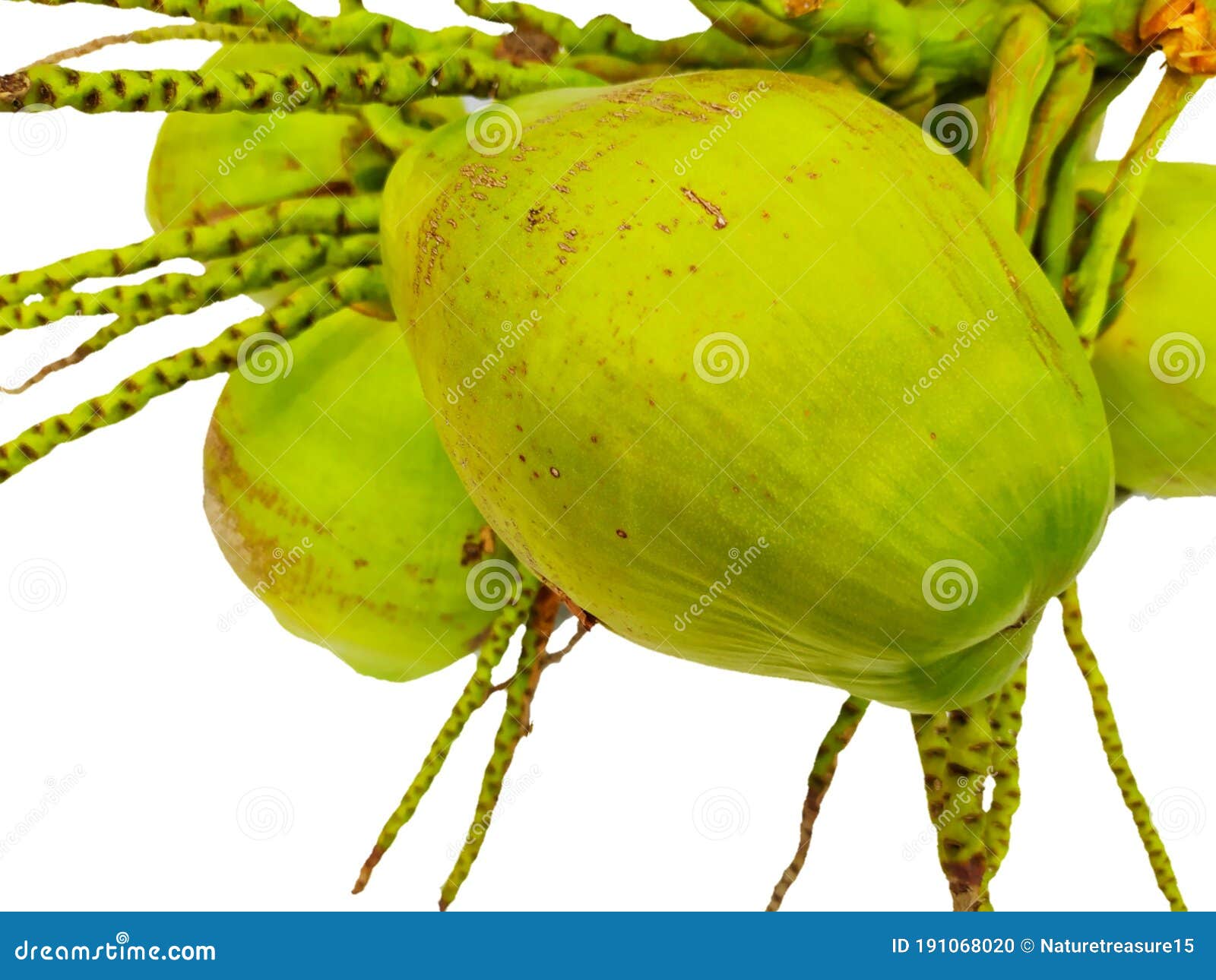 Textura de coco fresco foto de archivo. Imagen de coco - 191068020