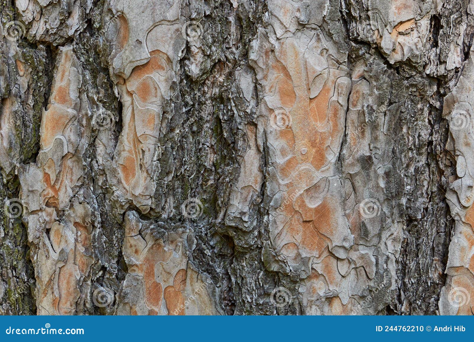 Textura De Corteza De Madera. Fondo De Corteza De Madera Foto de ...