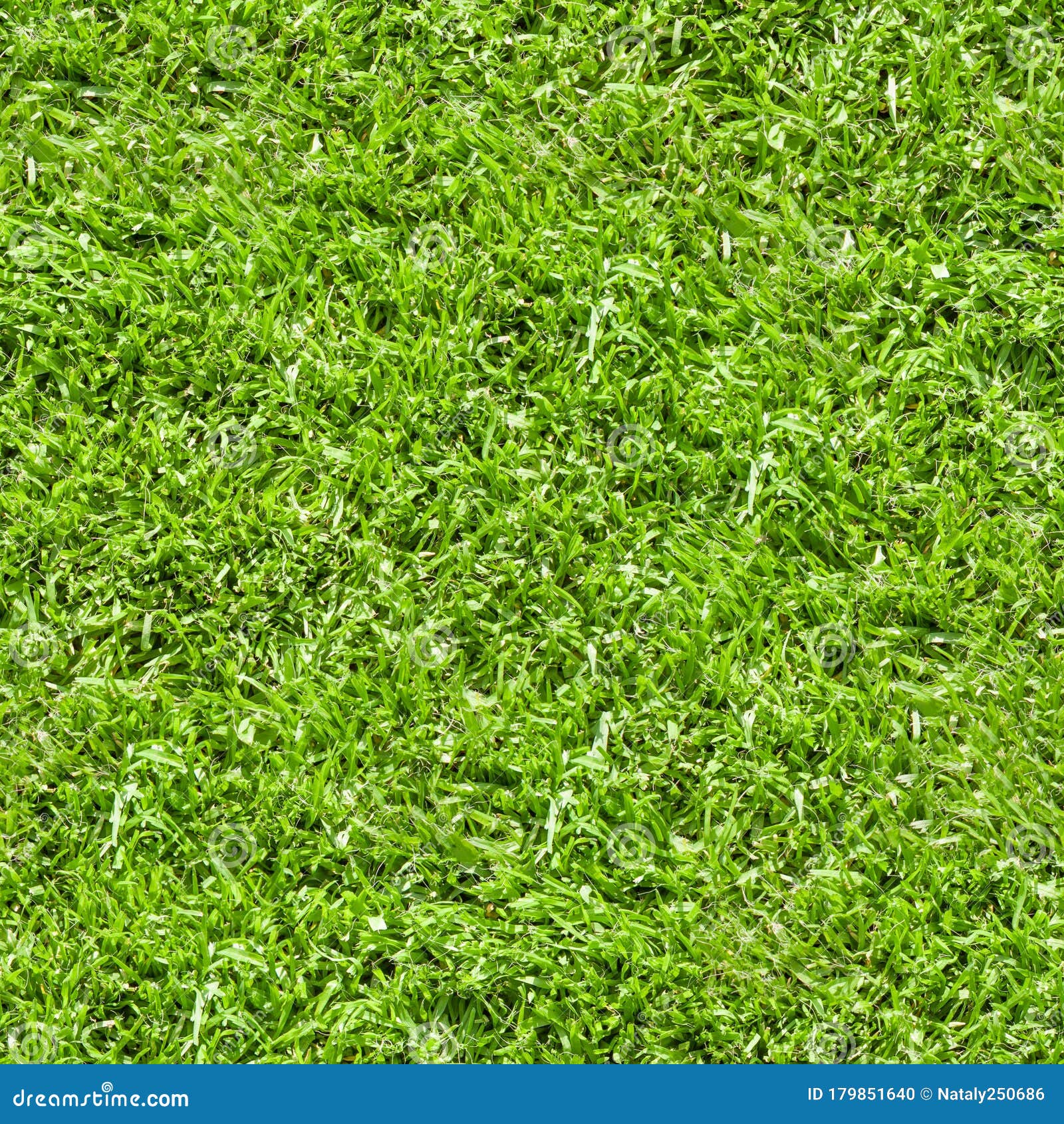 Textura De Erva Verde Fresca E Sem Costura Foto de Stock - Imagem de ...