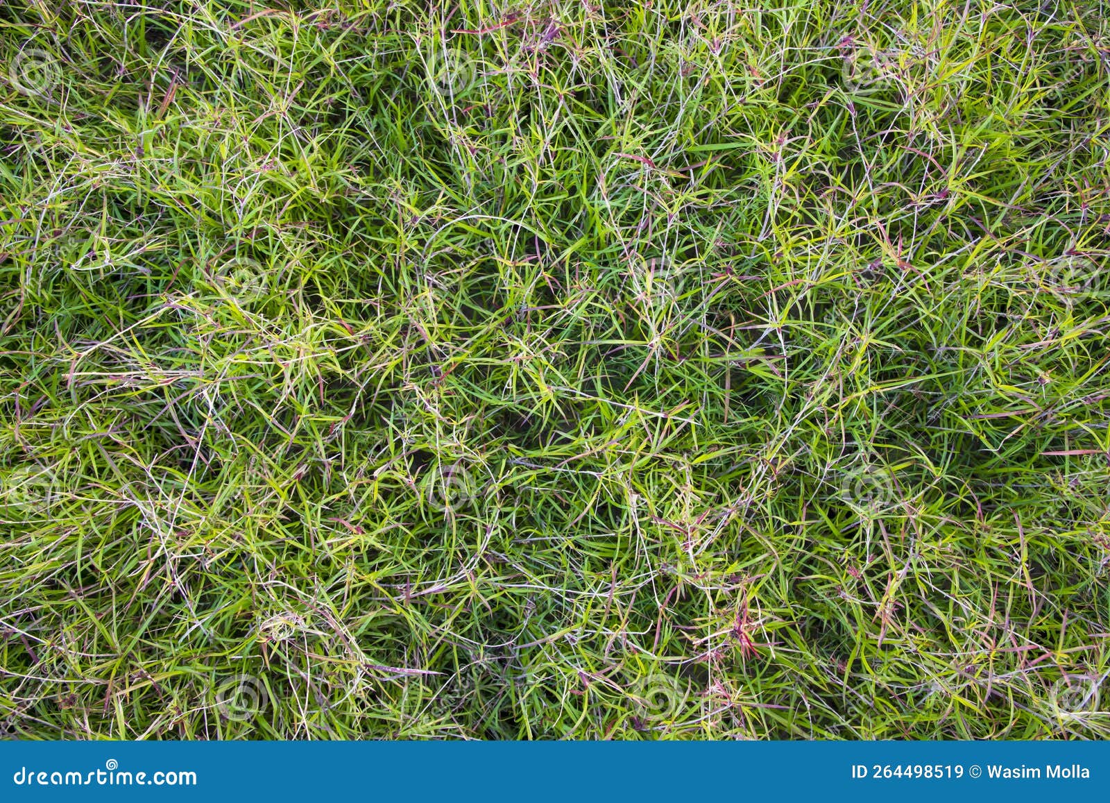 A Textura De Erva Verde Pode Ser Utilizada Como Fundo Imagem de Stock ...
