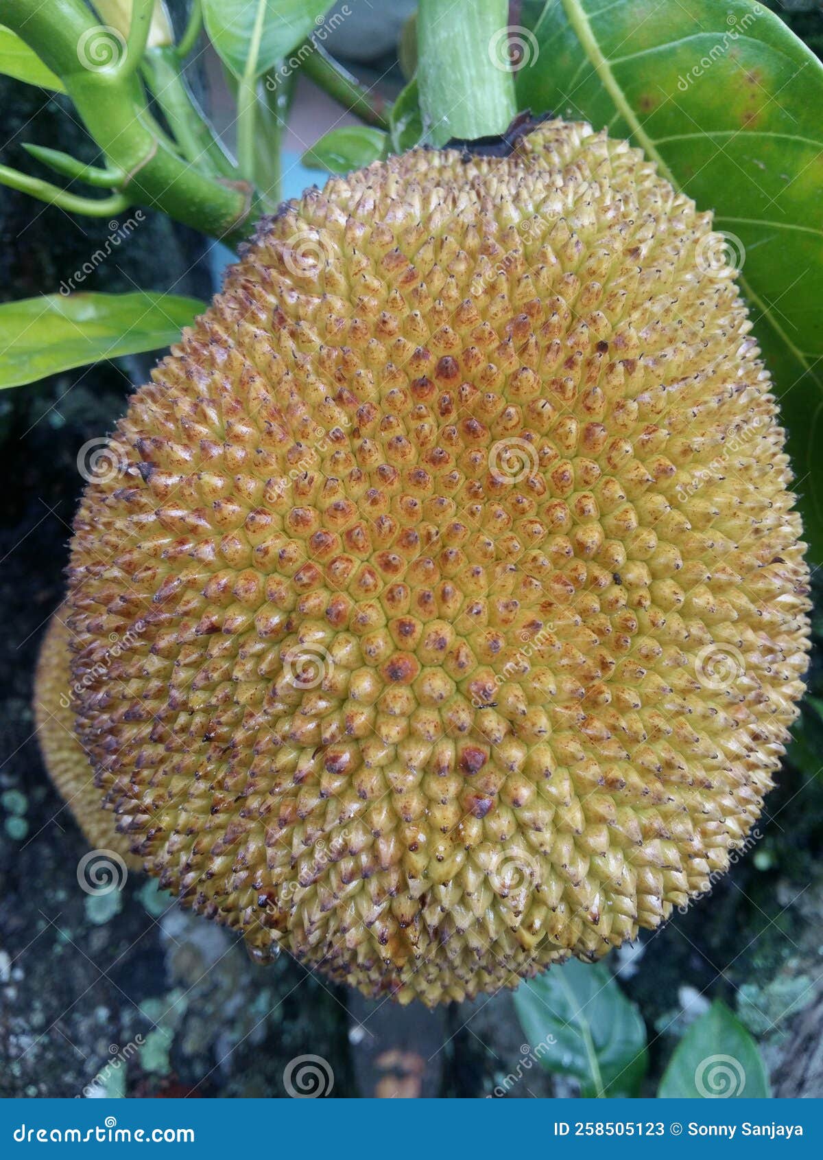 Textura de fruto de casca imagem de stock. Imagem de alimento - 258505123