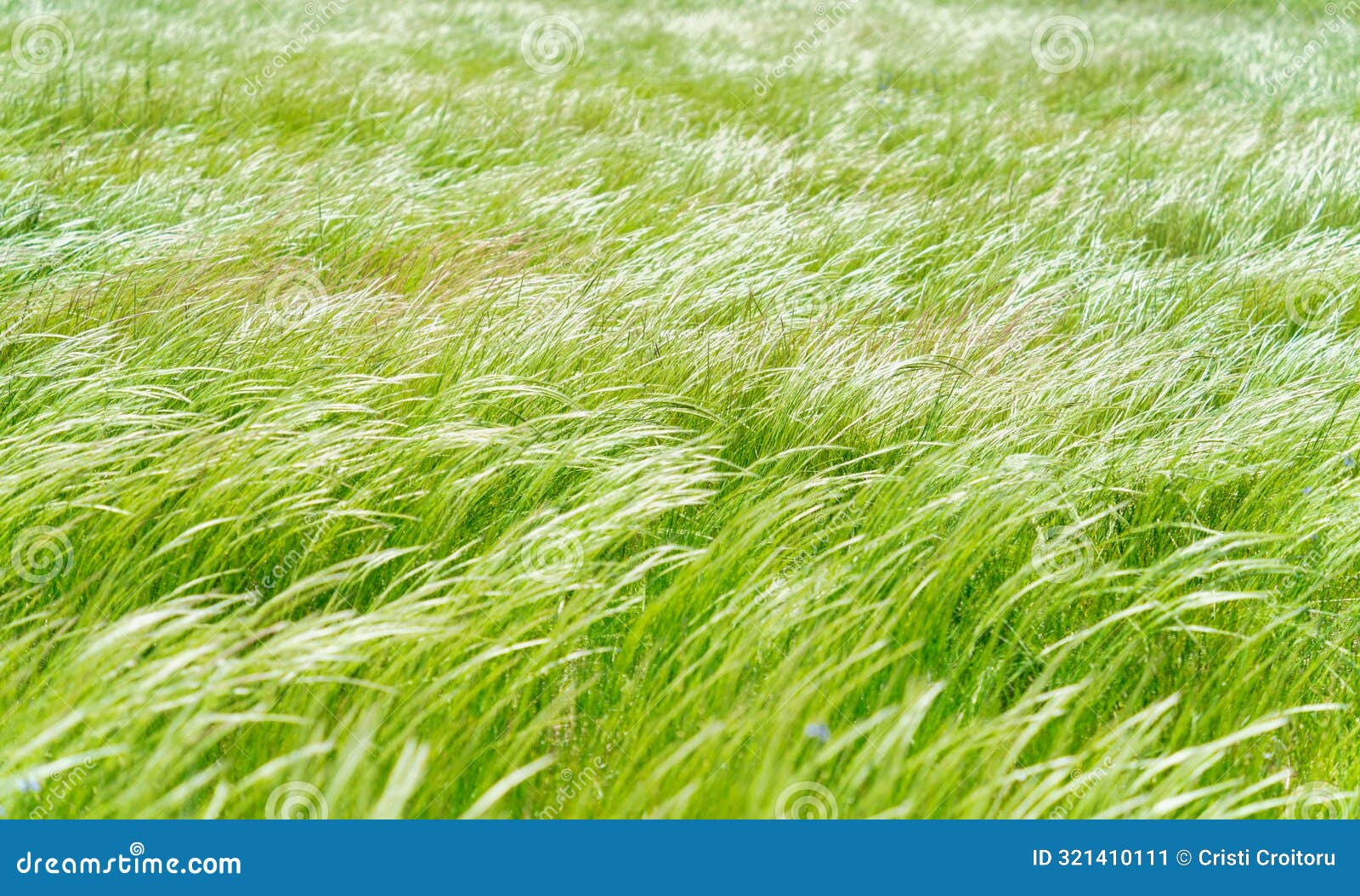 Textura De Fundo Do Campo De Erva Verde Natural Imagem de Stock ...