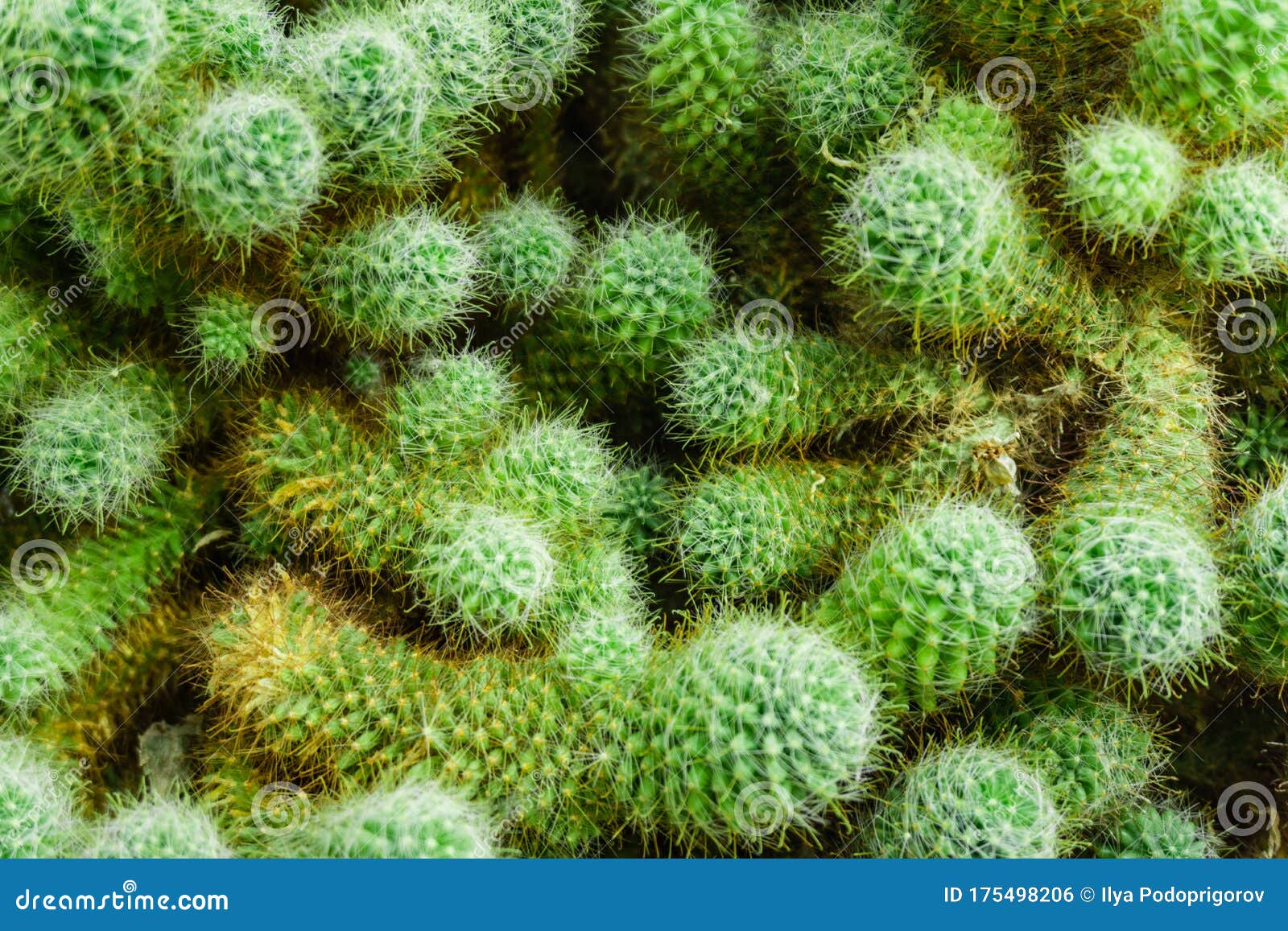 Textura De Fundo Verde Do Cacto Foto de Stock - Imagem de folha ...