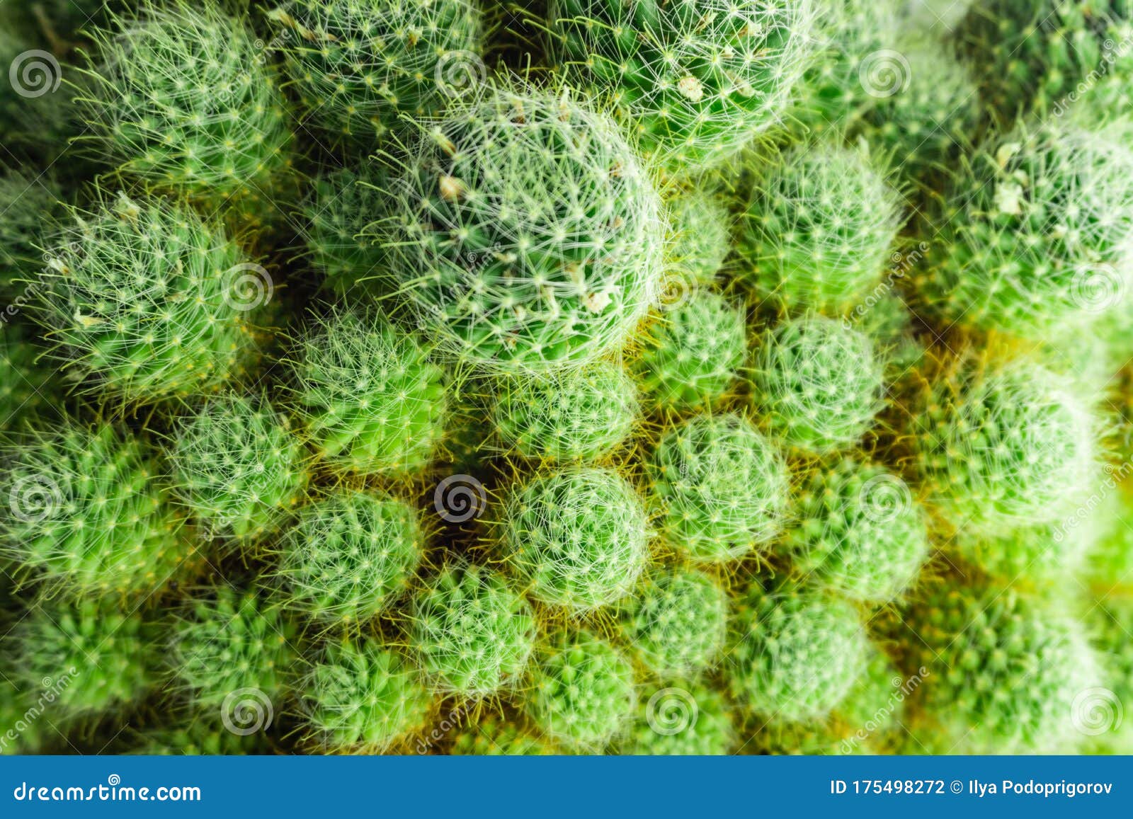 Textura De Fundo Verde Do Cacto Foto de Stock - Imagem de planta, cacto ...
